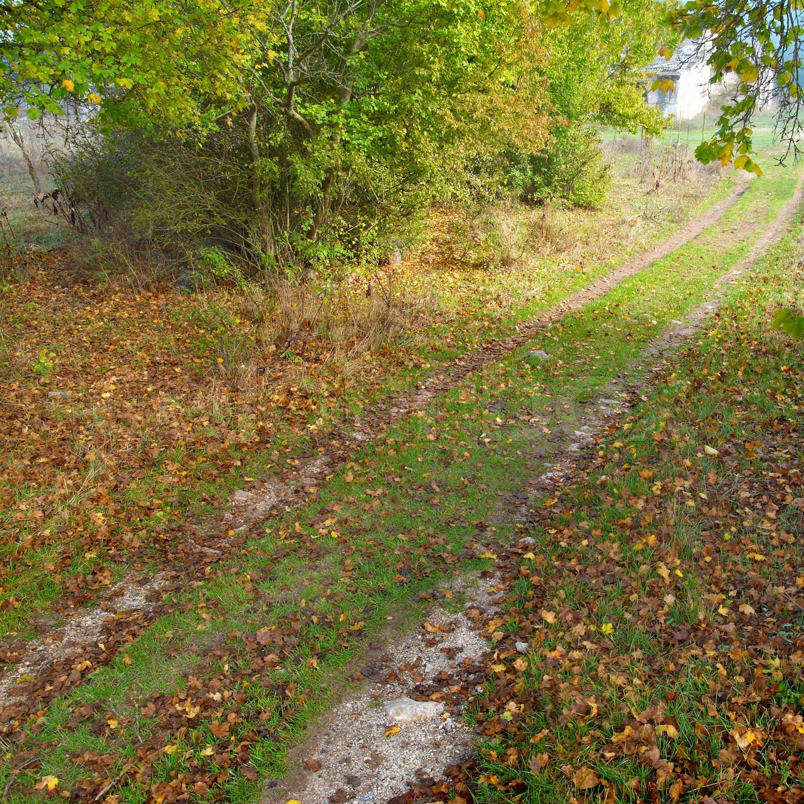 Pfad durch den Wald | Stock Bild | Colourbox