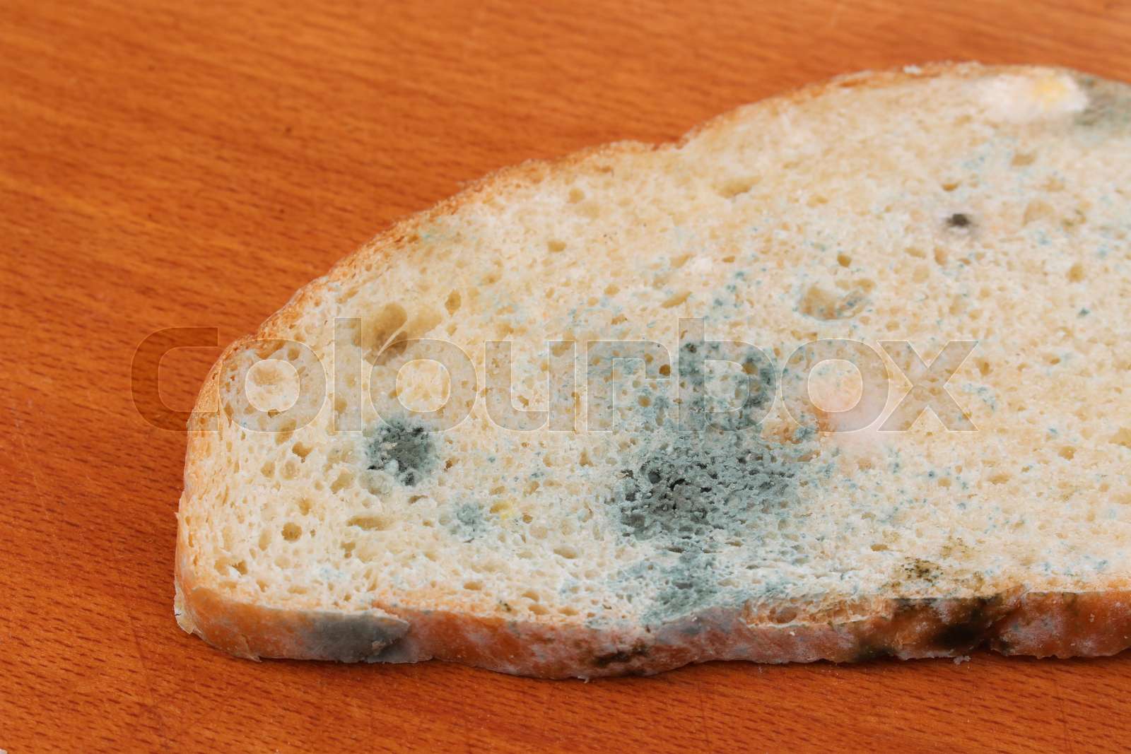 Fungal Spores On Bread