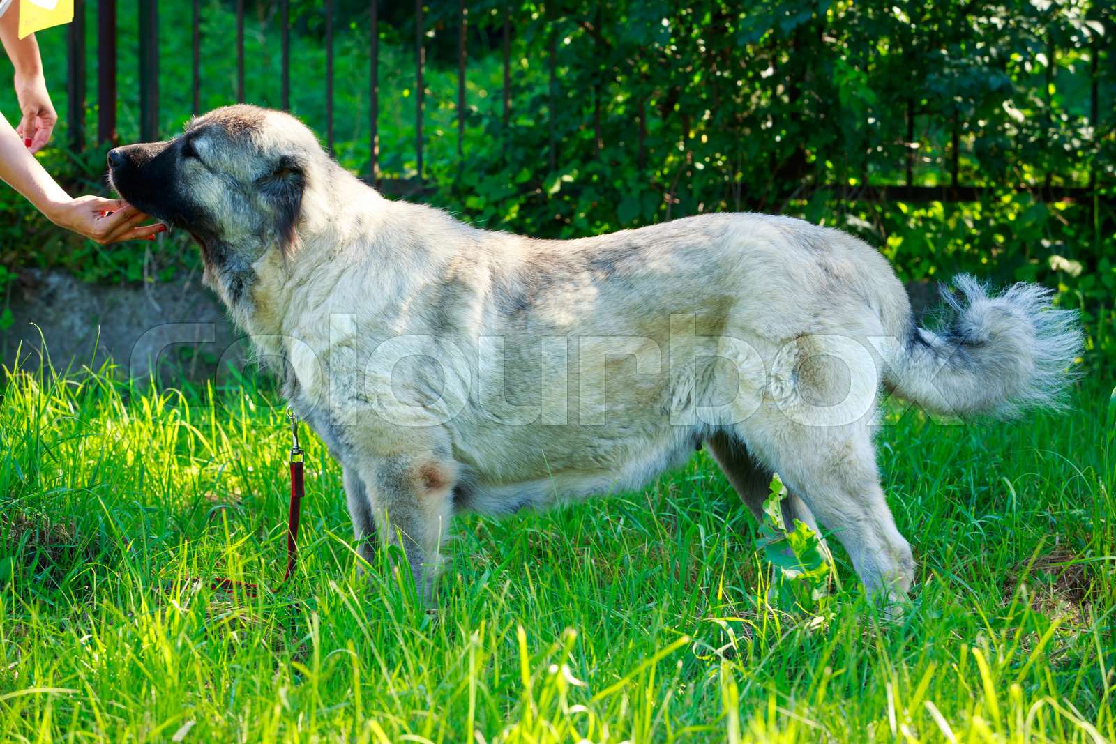 Dog breed Alabai | Stock image | Colourbox