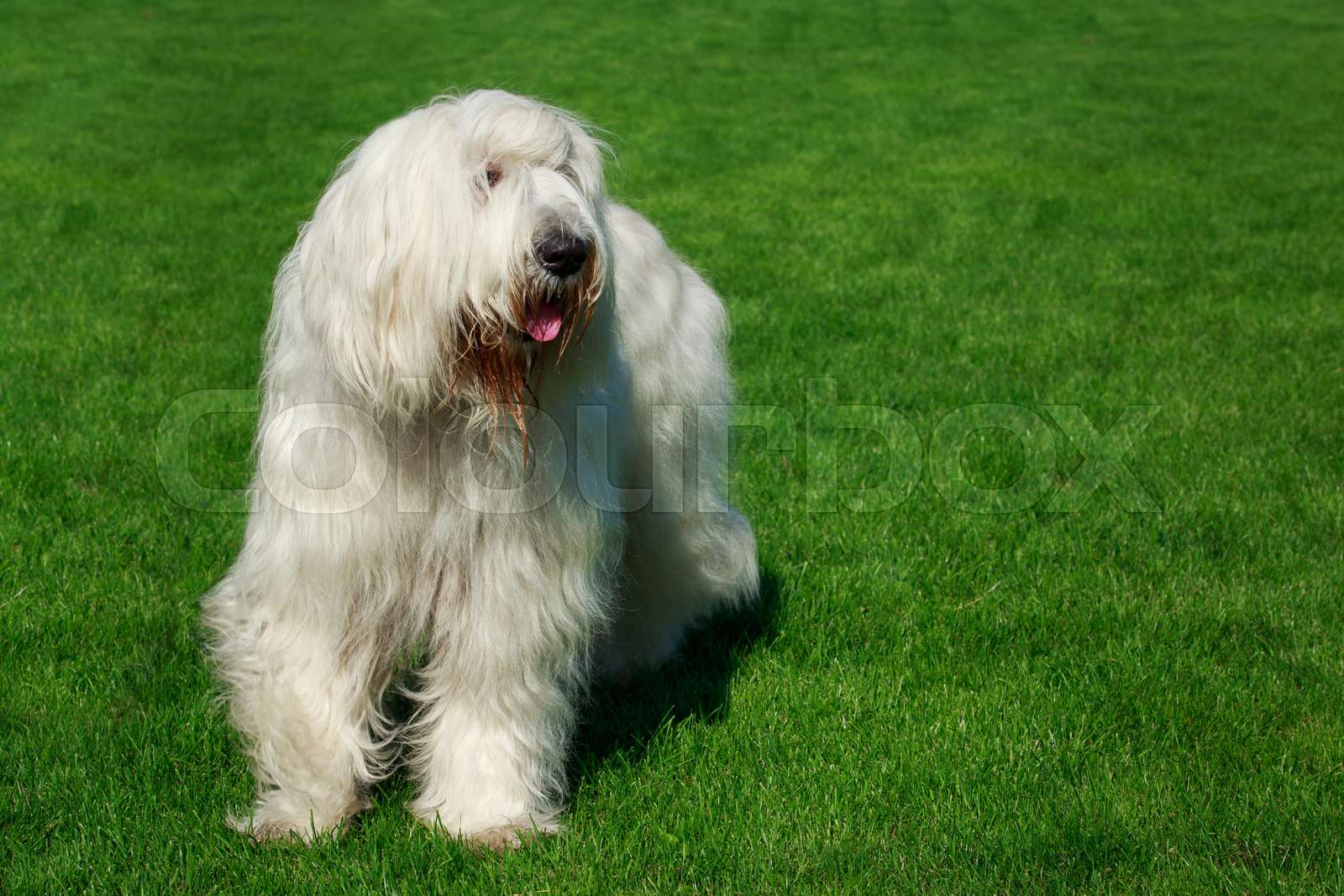 Dog breed South Russian Sheepdog | Stock image | Colourbox