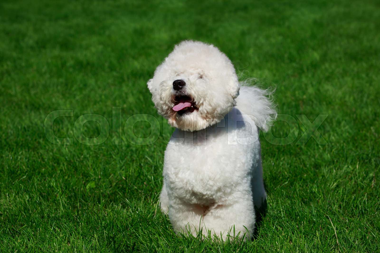 The dog breed Bichon Frise | Stock image | Colourbox