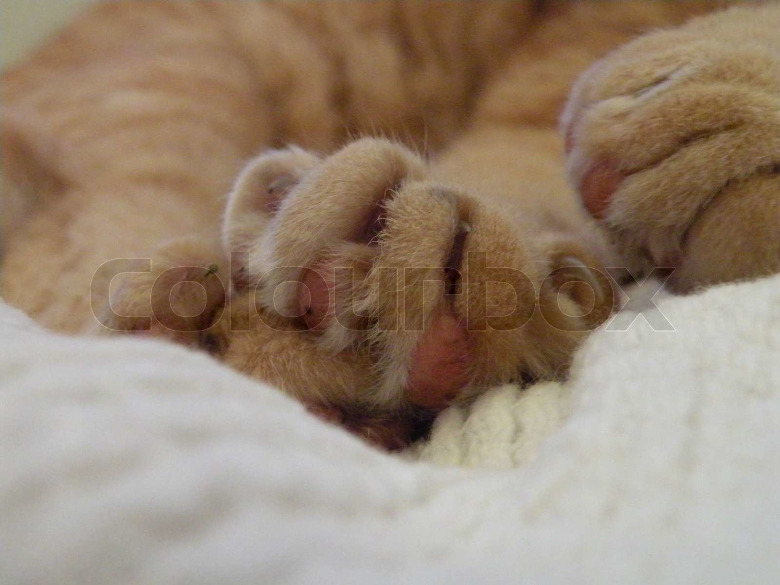 close uo of cat pfote | Stock image | Colourbox