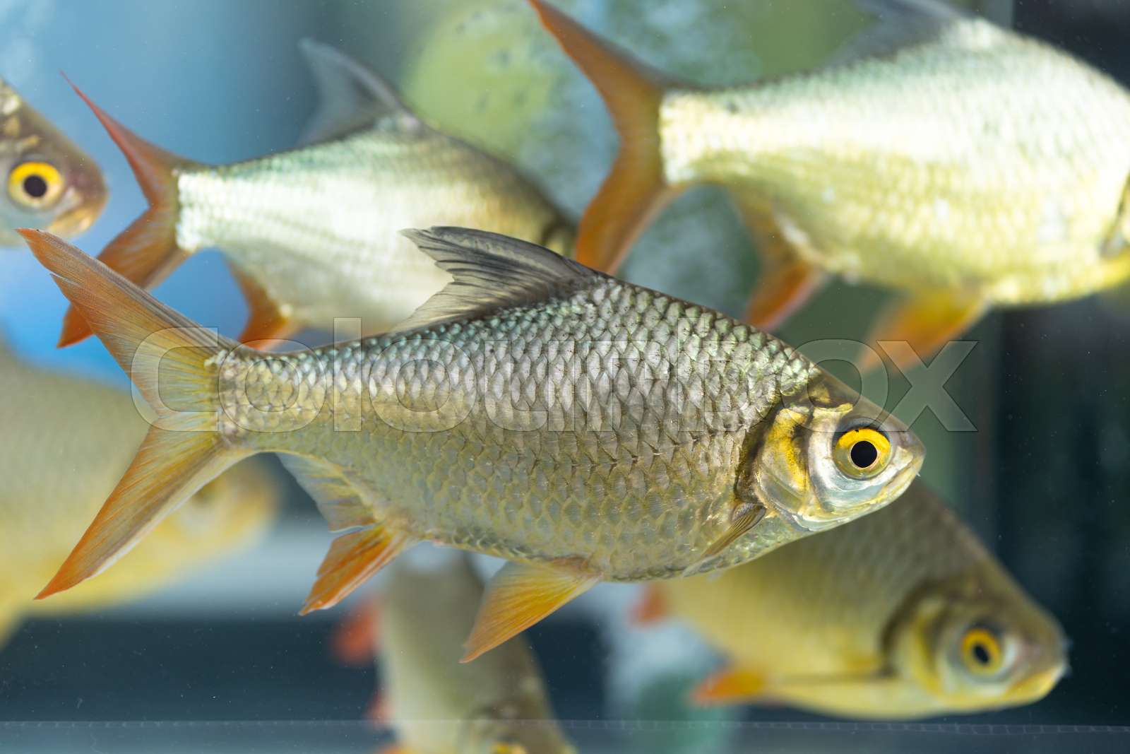 Red Tailed Tinfoil Barb