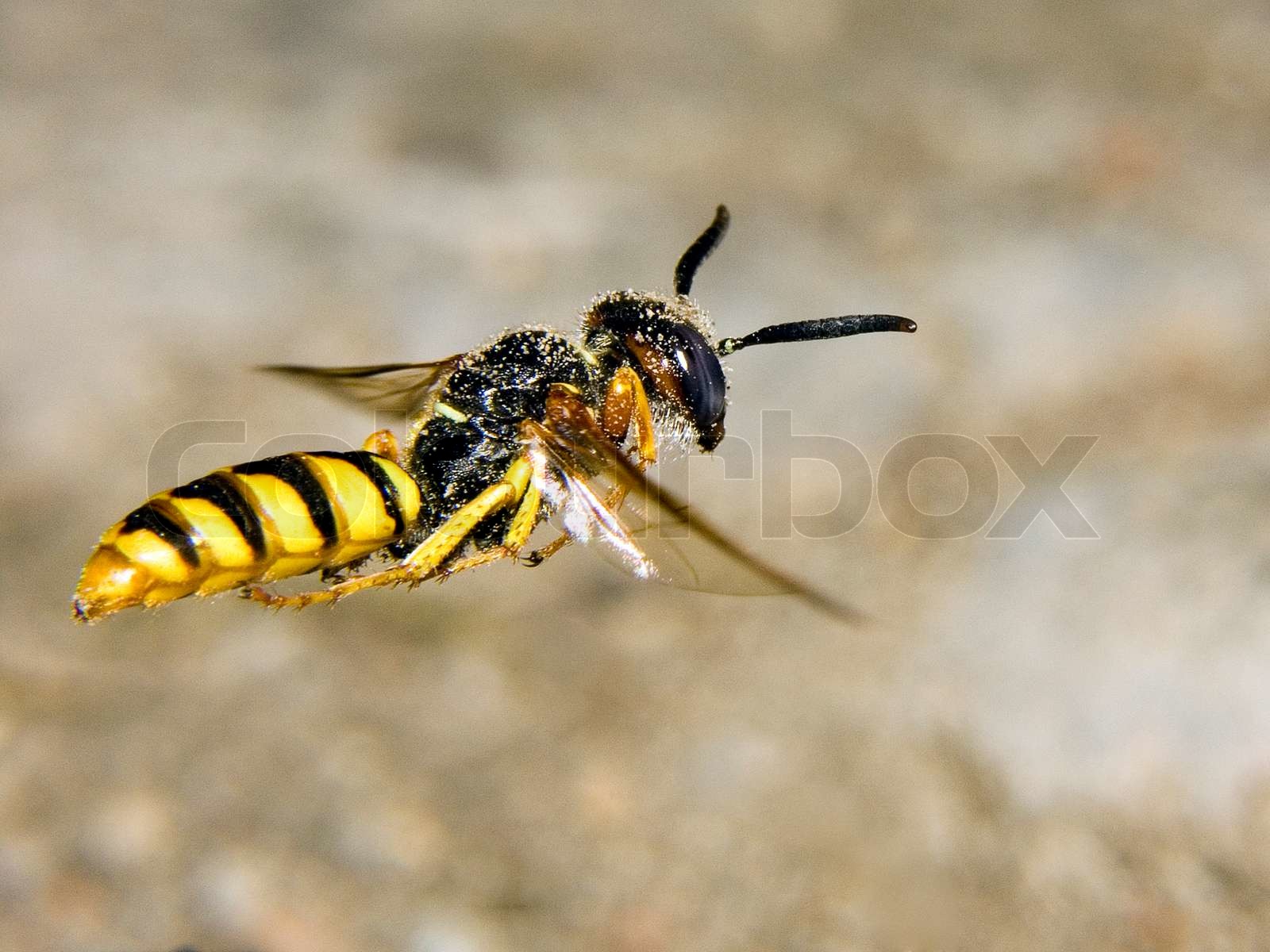Beewolf - Philanthus triangulum | Stock image | Colourbox