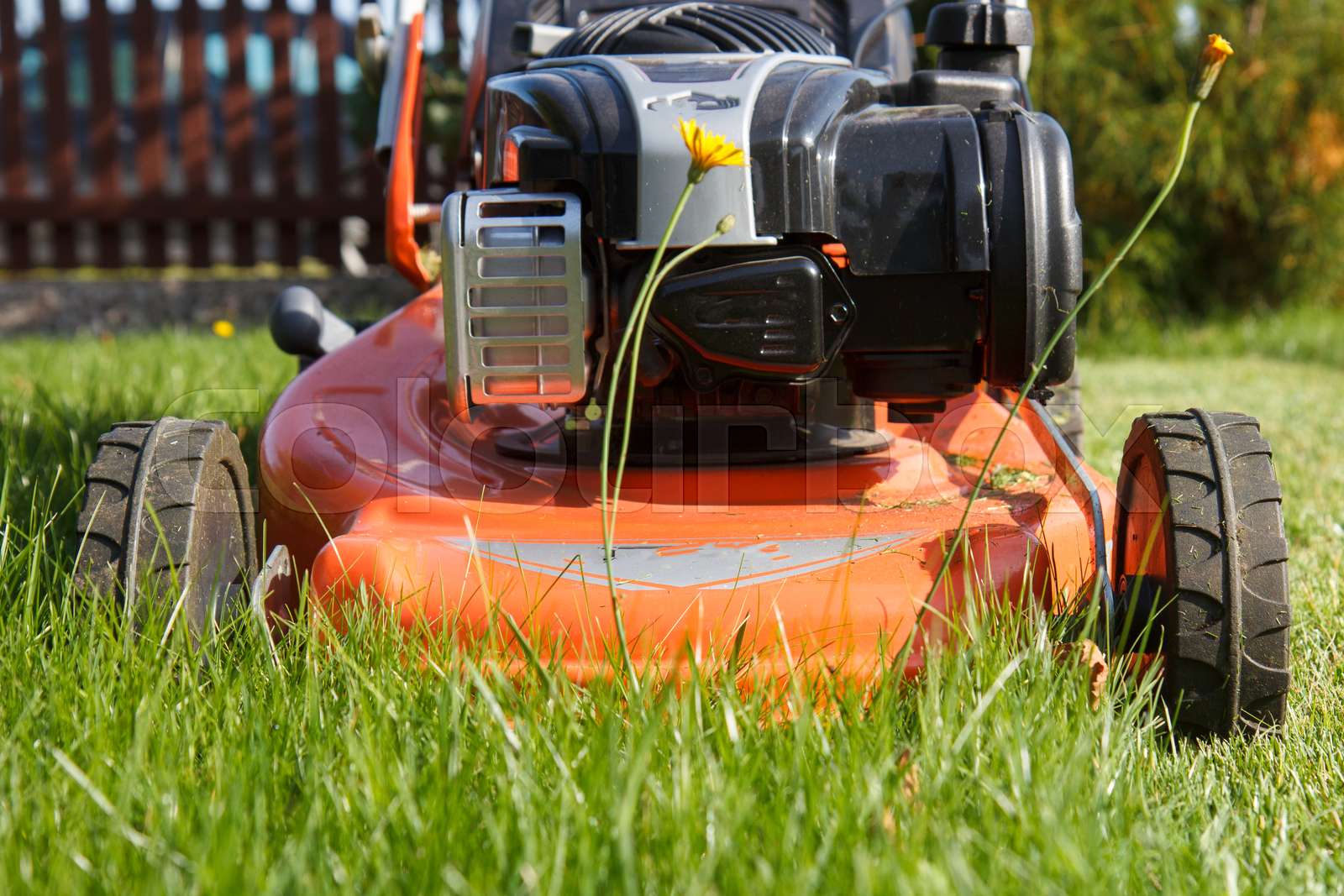 red lawn mower | Stock image | Colourbox