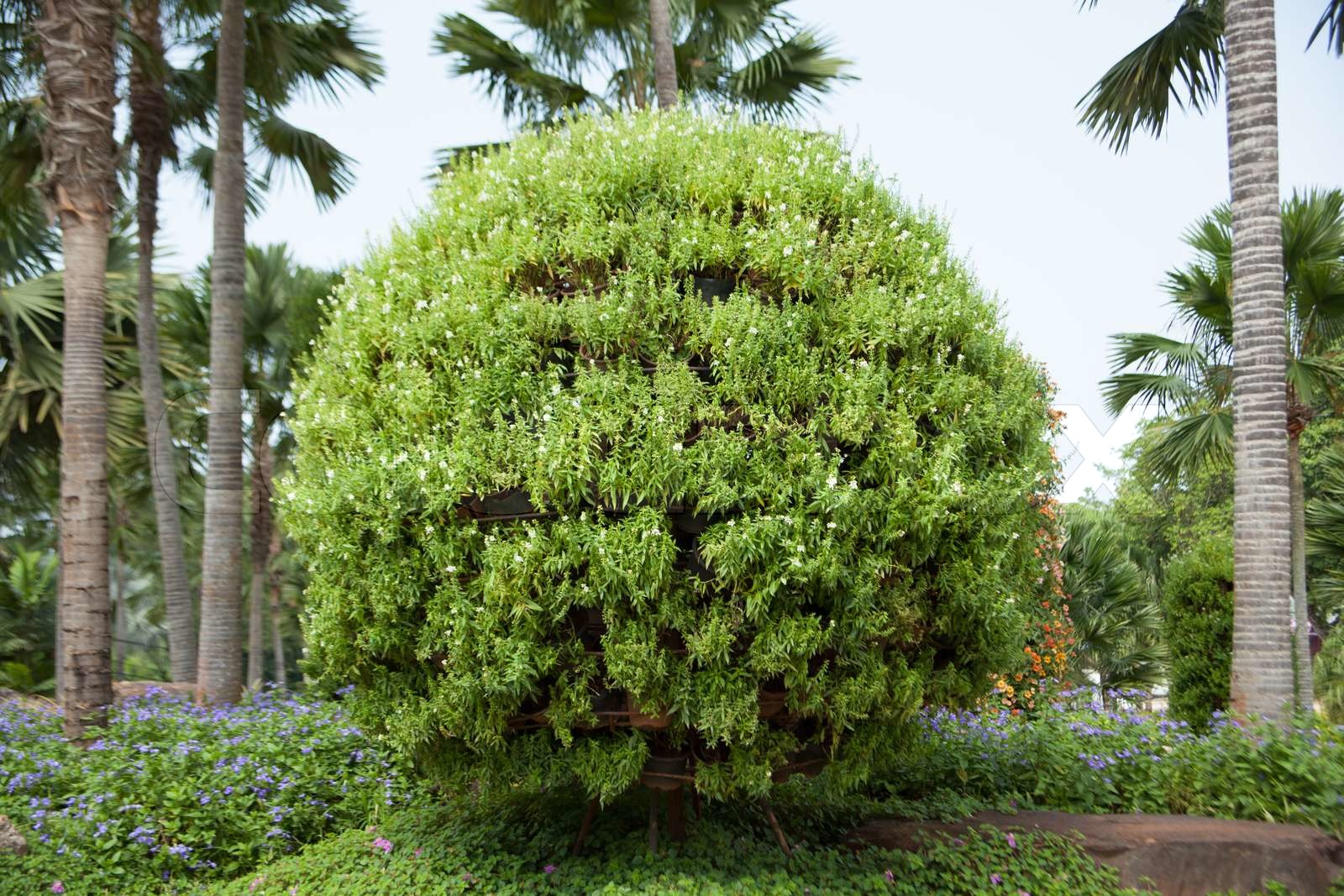 Shrubs in the garden | Stock image | Colourbox