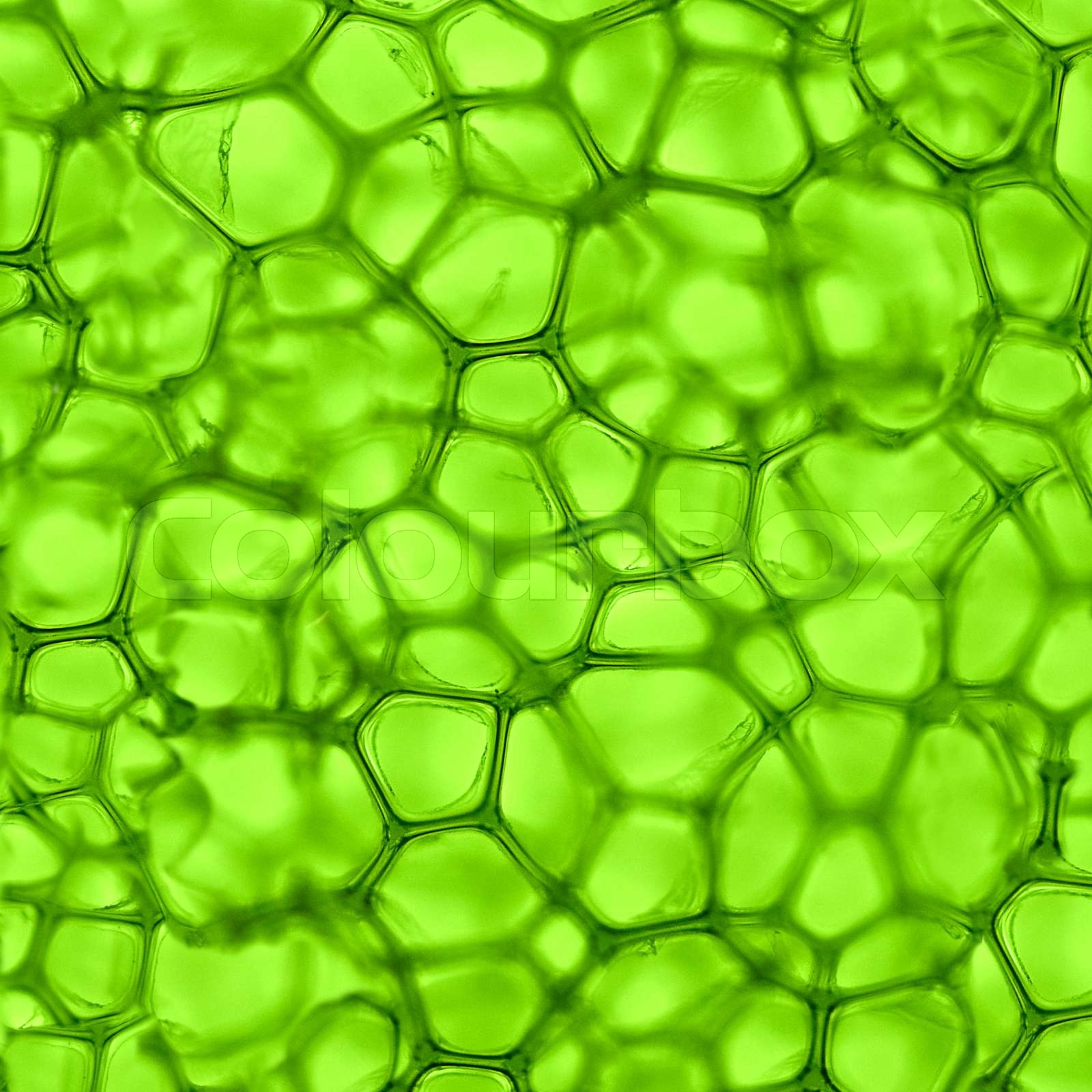 cell green background | Stock image | Colourbox
