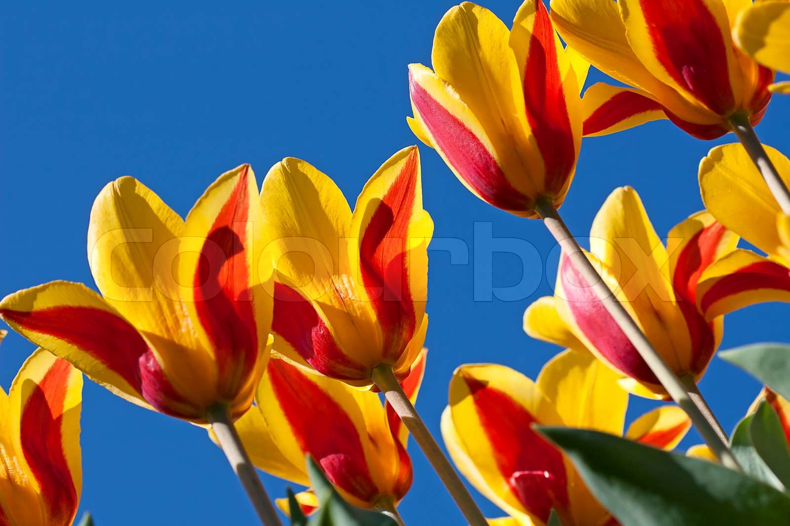 tulipaner | Stock foto | Colourbox