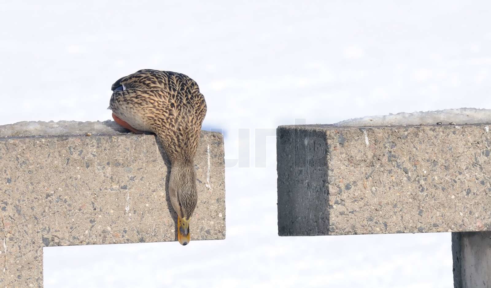 Mallard Duck Looking Down | Stock foto | Colourbox