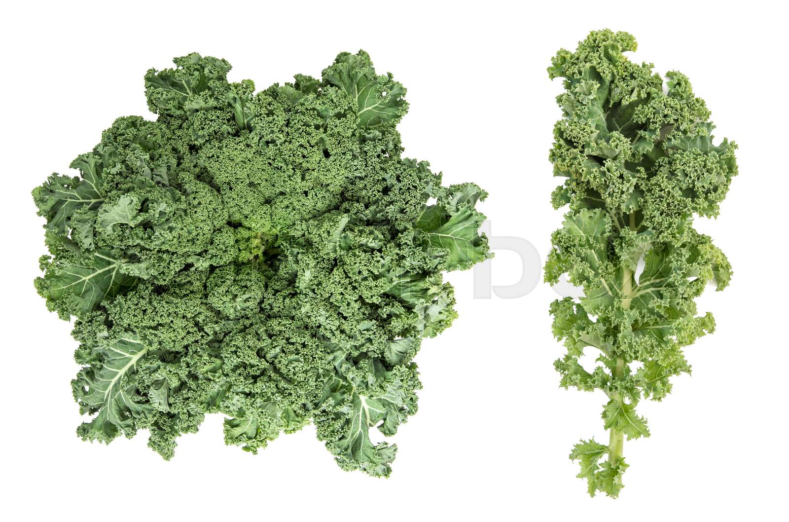 Kale cabbage Green vegetable leaf Healthy eating Super foods | Stock ...
