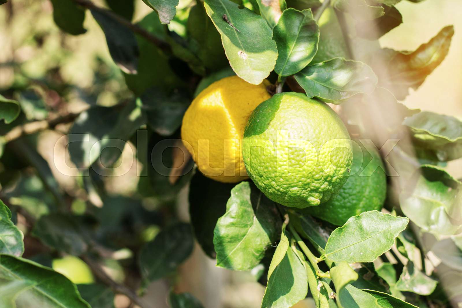 Lemon on tree at daytime. | Stock image | Colourbox
