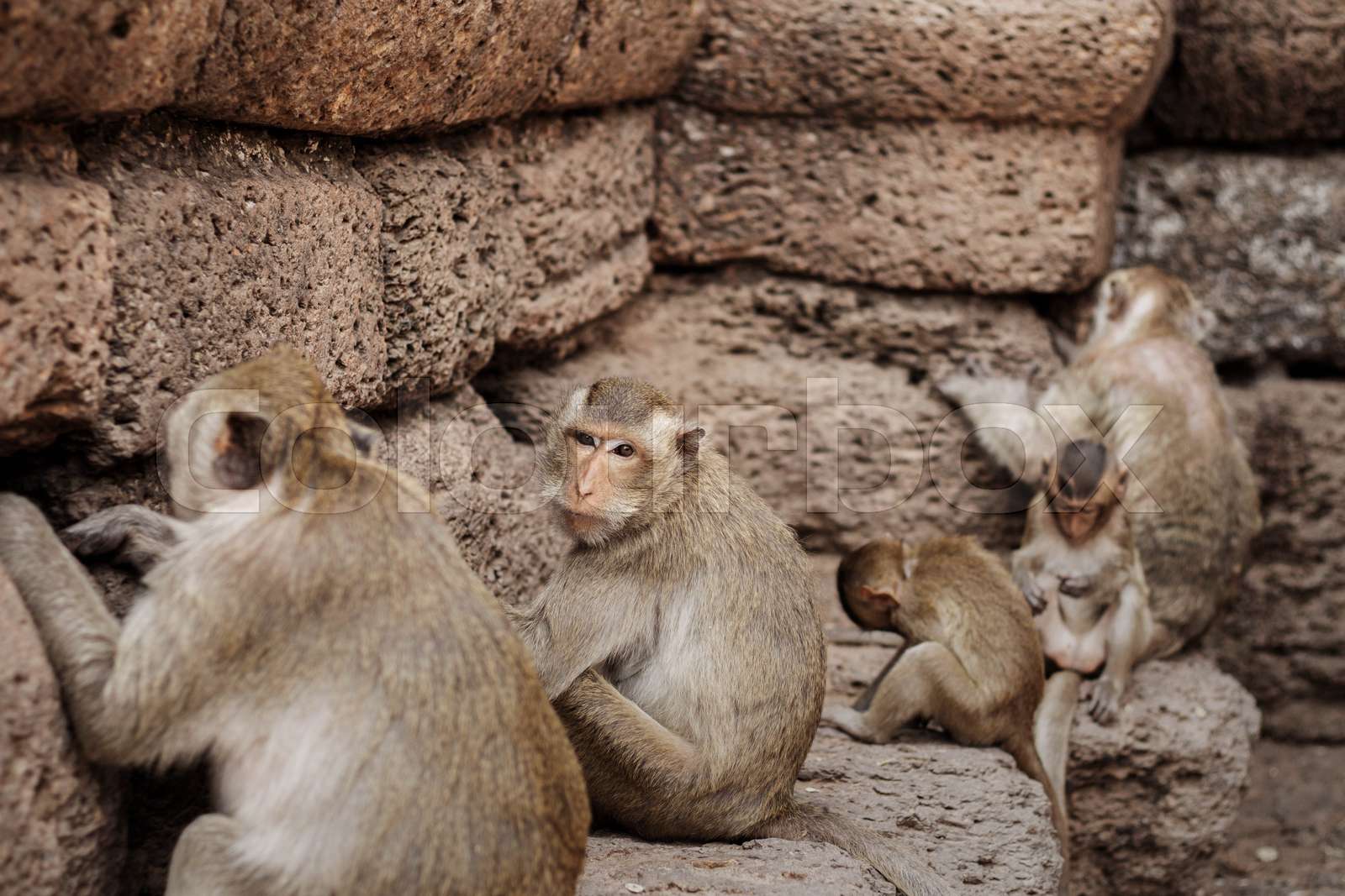 monkey sitting on a row. | Stock image | Colourbox