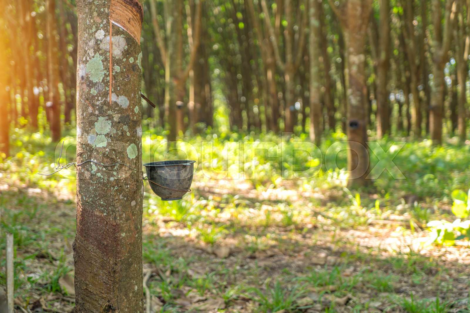 Rubber plantation lifes in Rubber trees farm at Thailand | Stock image ...