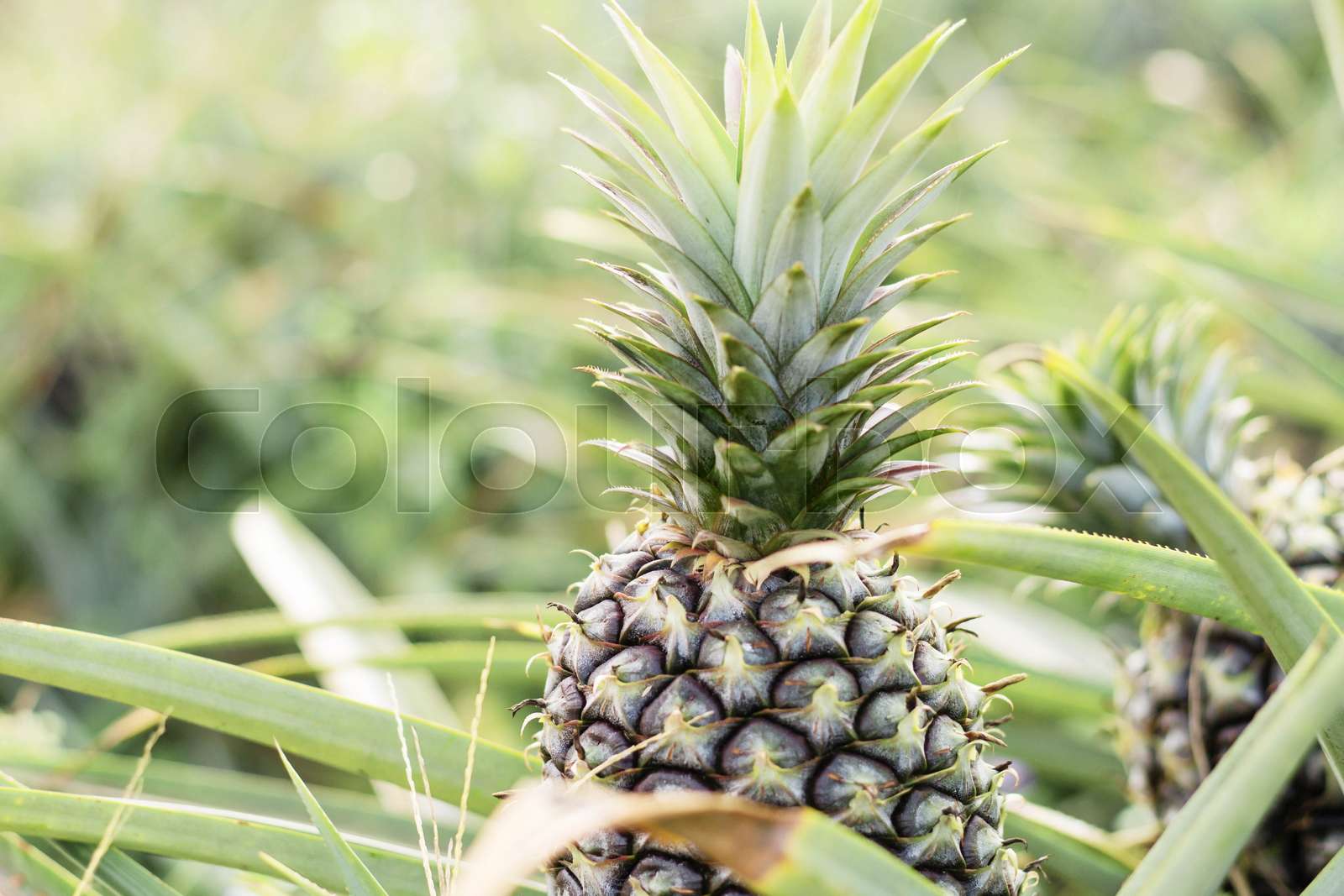 Pineapple growing in farm. | Stock image | Colourbox