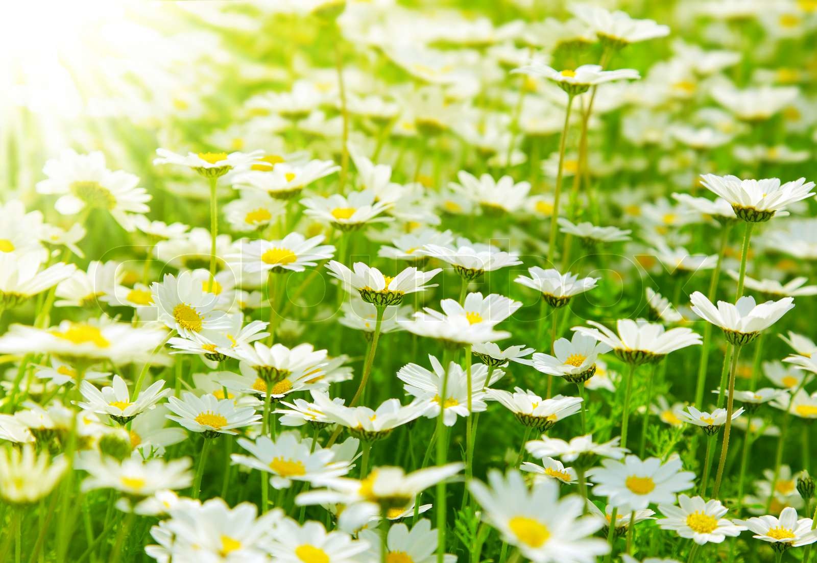 Spring field of daisies | Stock image | Colourbox