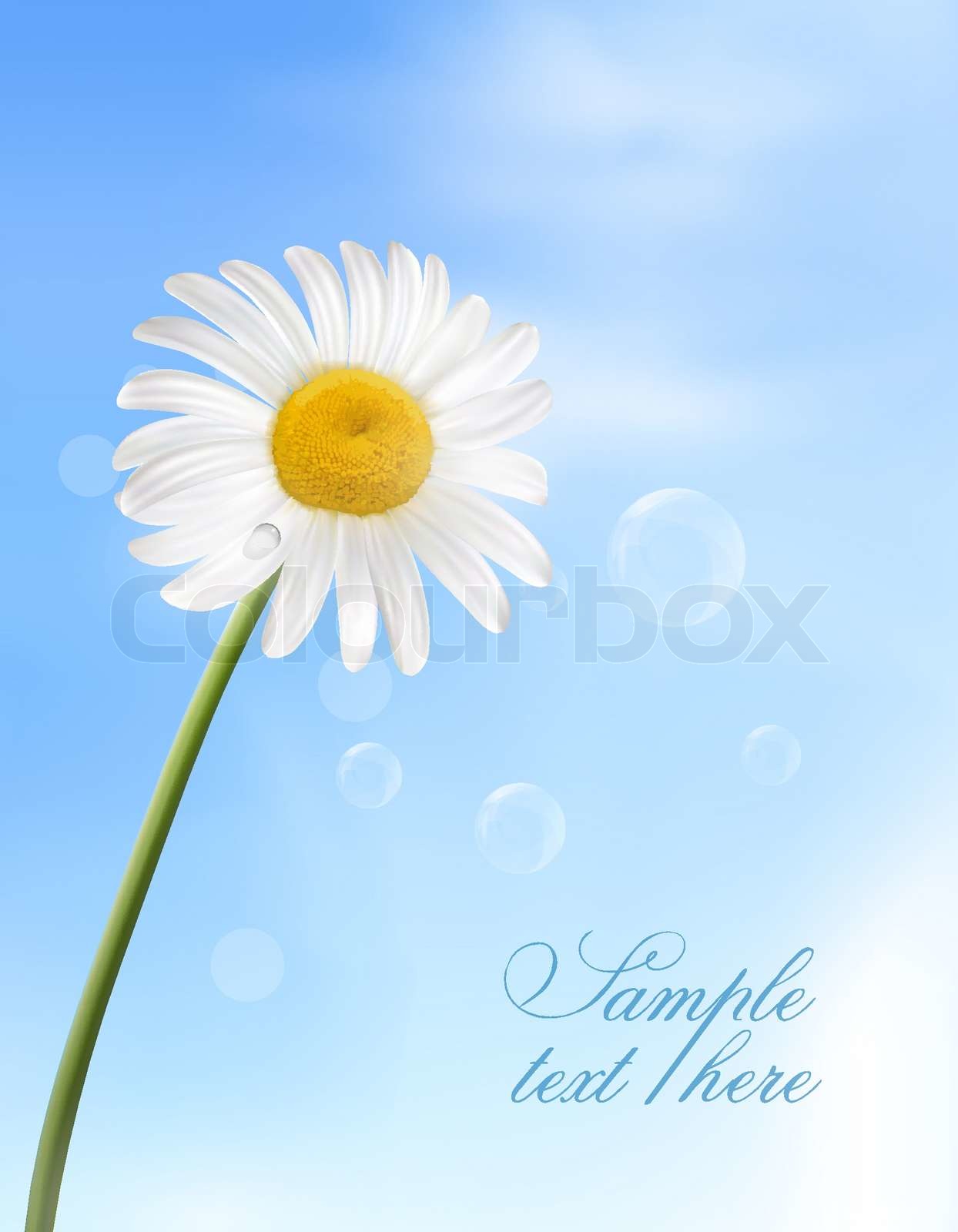 kamille blomst Vector | Stock vektor | Colourbox