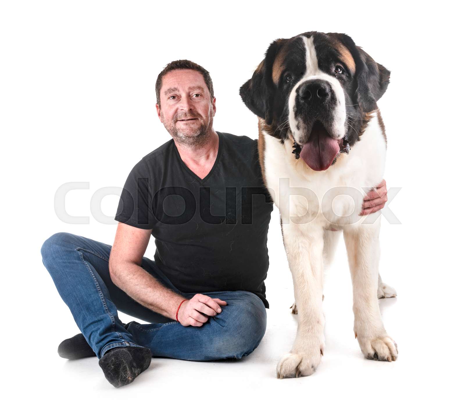 saint bernard and man | Stock image | Colourbox