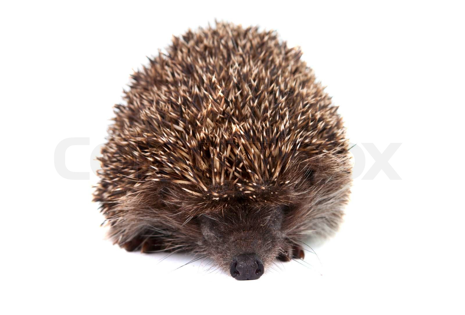Igel | Stock Bild | Colourbox