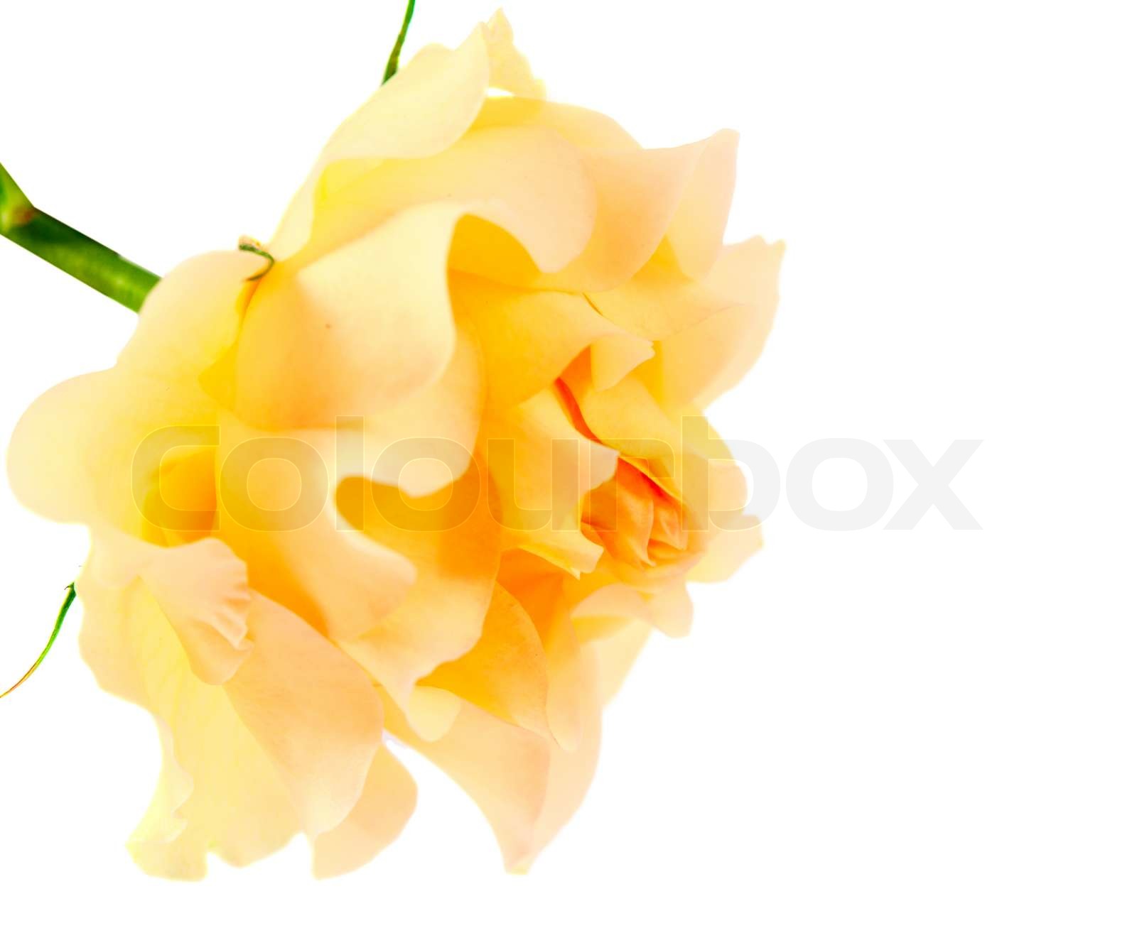 gul rose isoleret | Stock foto | Colourbox