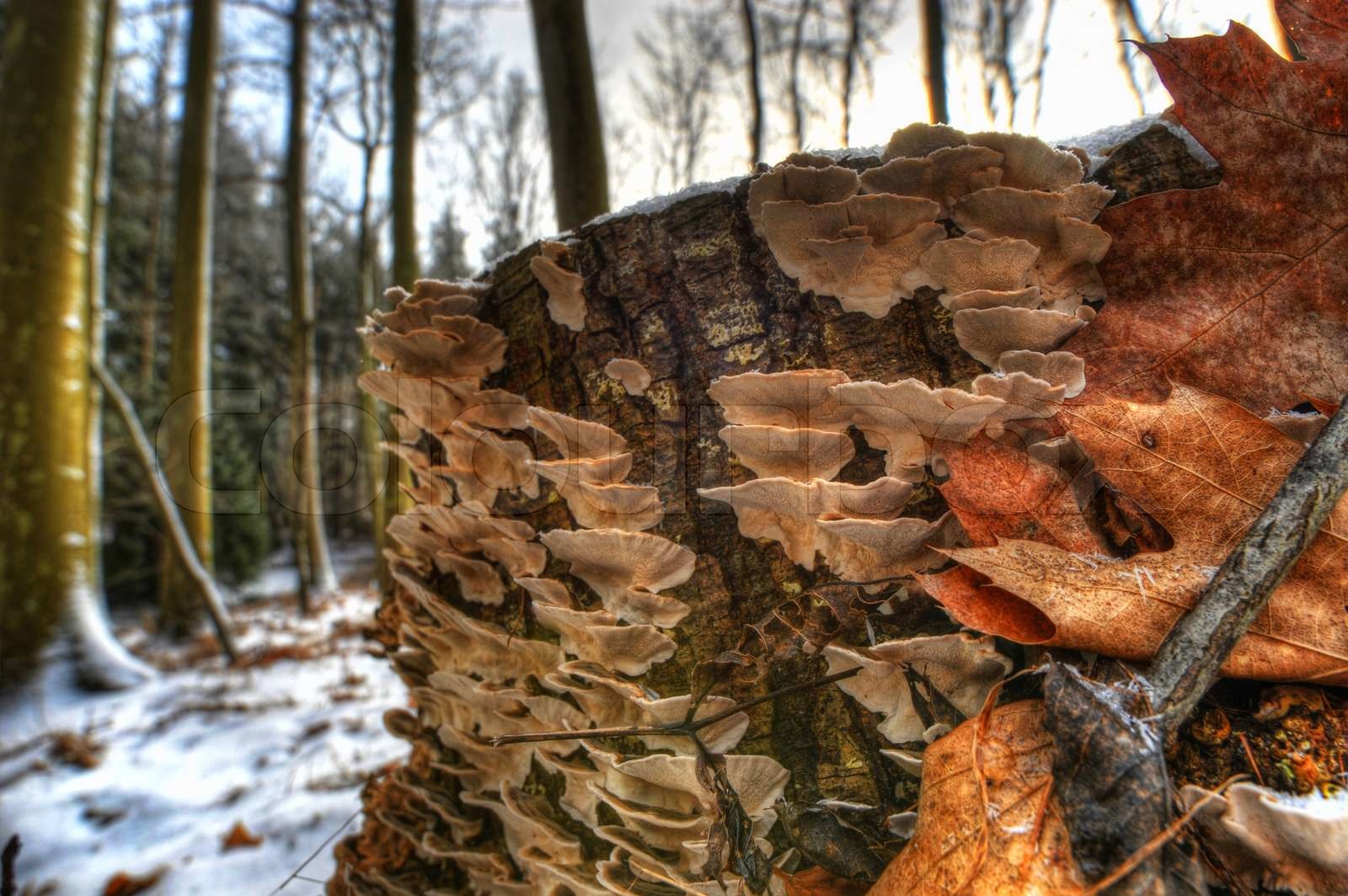 Fungus on a tree trunk in winter | Stock image | Colourbox