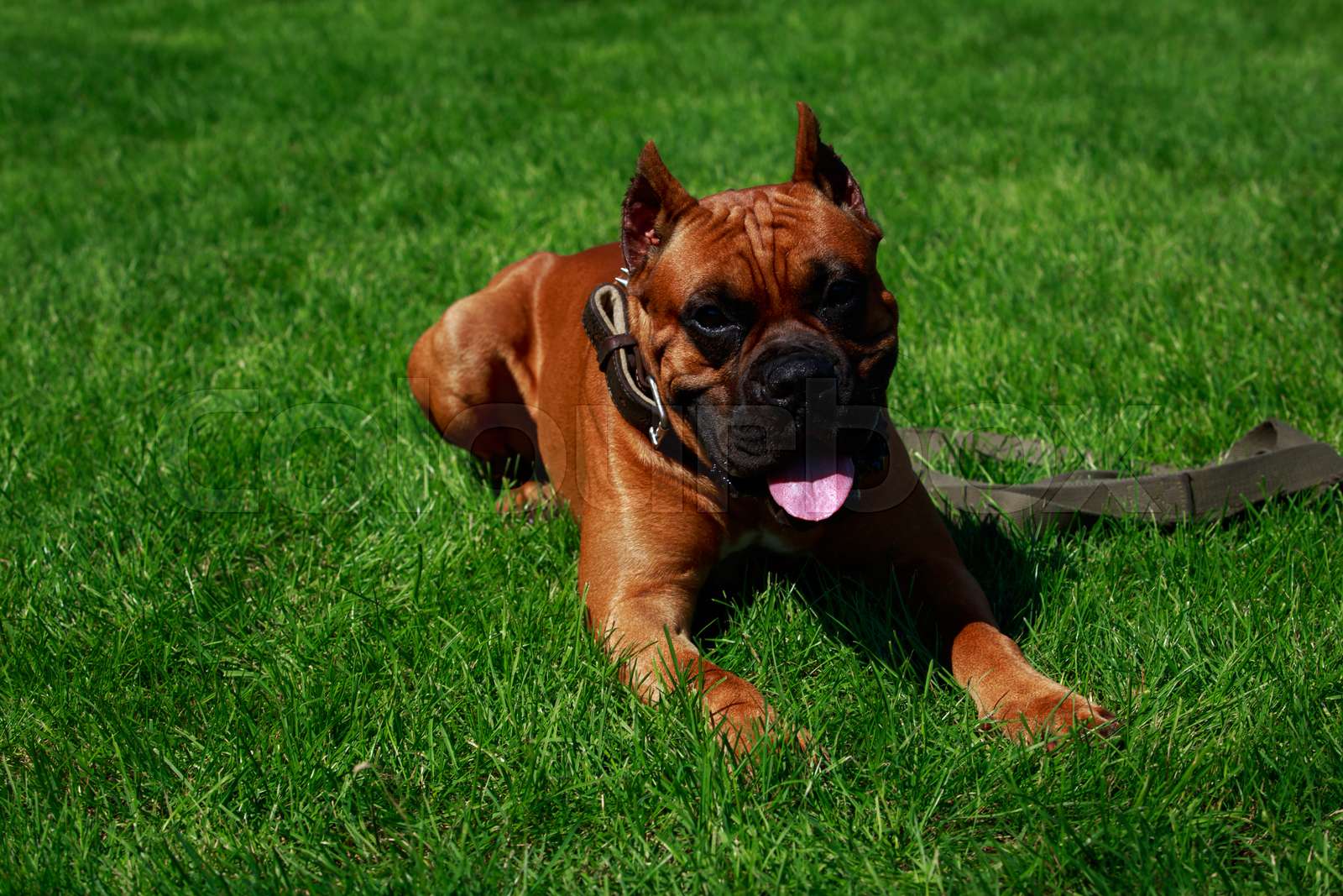 Dog breed German Boxer | Stock image | Colourbox