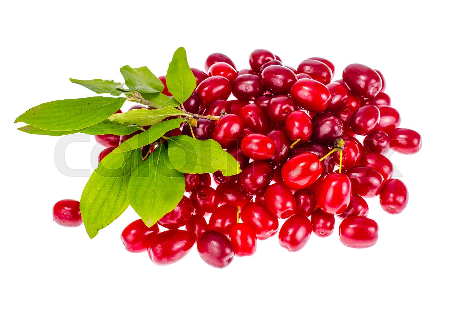 Red ripe berries of Cornus mas | Stock image | Colourbox