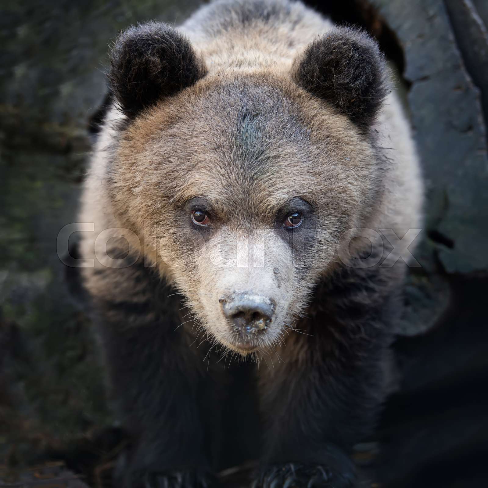 Close up bear cub portrait | Stock image | Colourbox