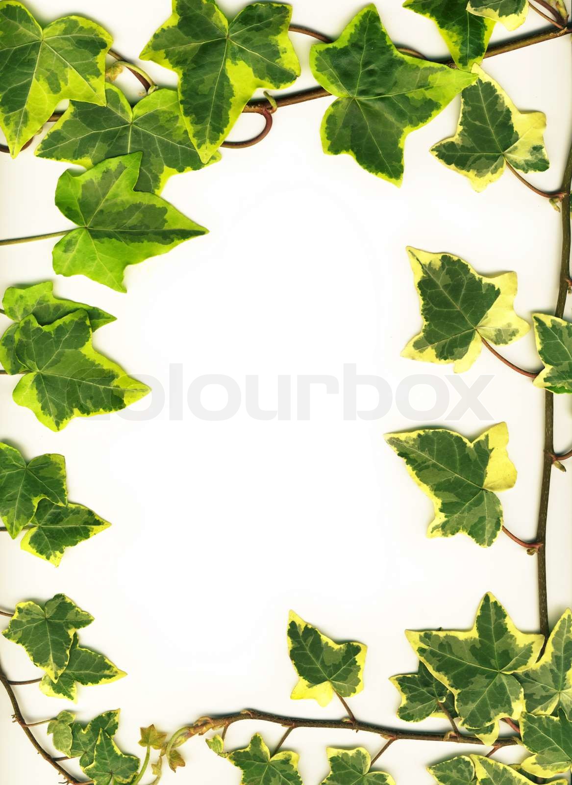 Rahmen aus grünem Efeu auf weißem Hintergrund | Stock Bild | Colourbox