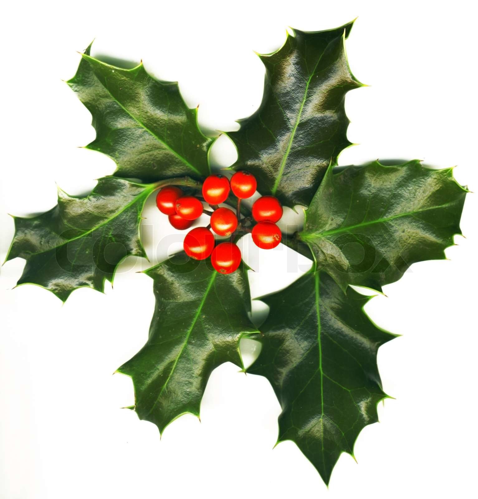 Julepynt - isoleret kristtjørn med bær på den hvide | Stock foto ...