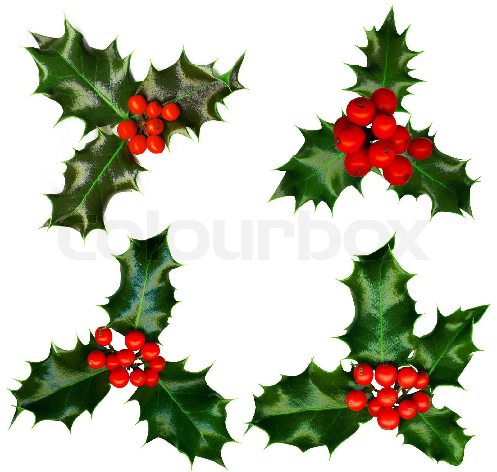 Collection of sprigs of European holly isolated on white | Stock image ...