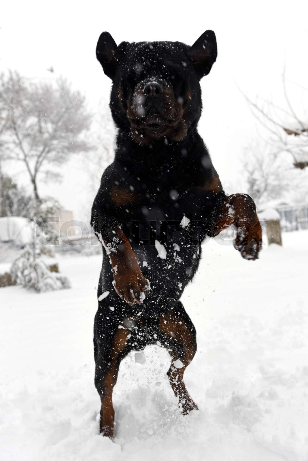 rottweiler in snow | Stock image | Colourbox