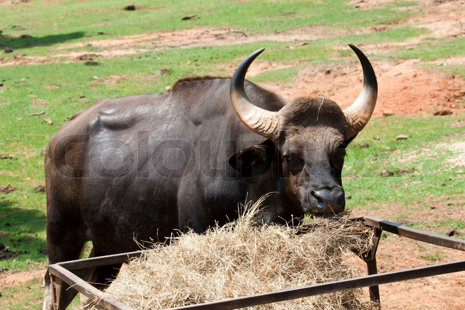 Stier | Stock Bild | Colourbox