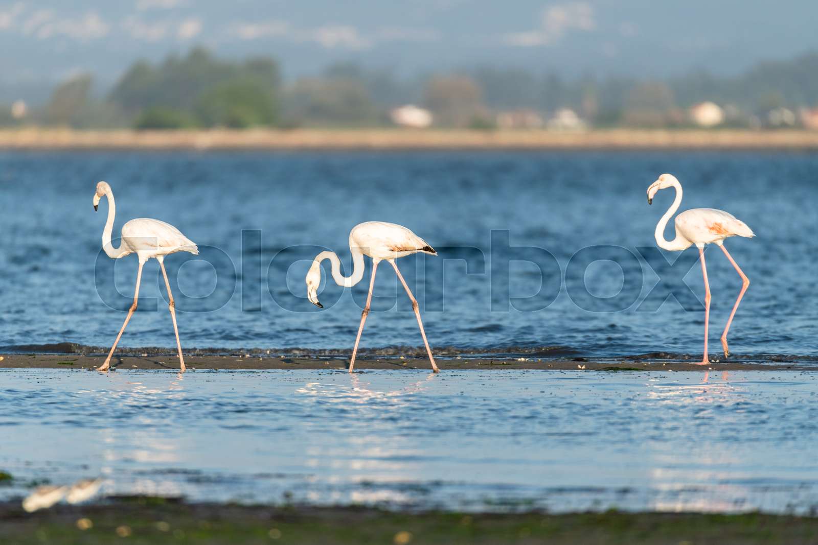 Flamingos at Ria de Aveiro delta | Stock image | Colourbox