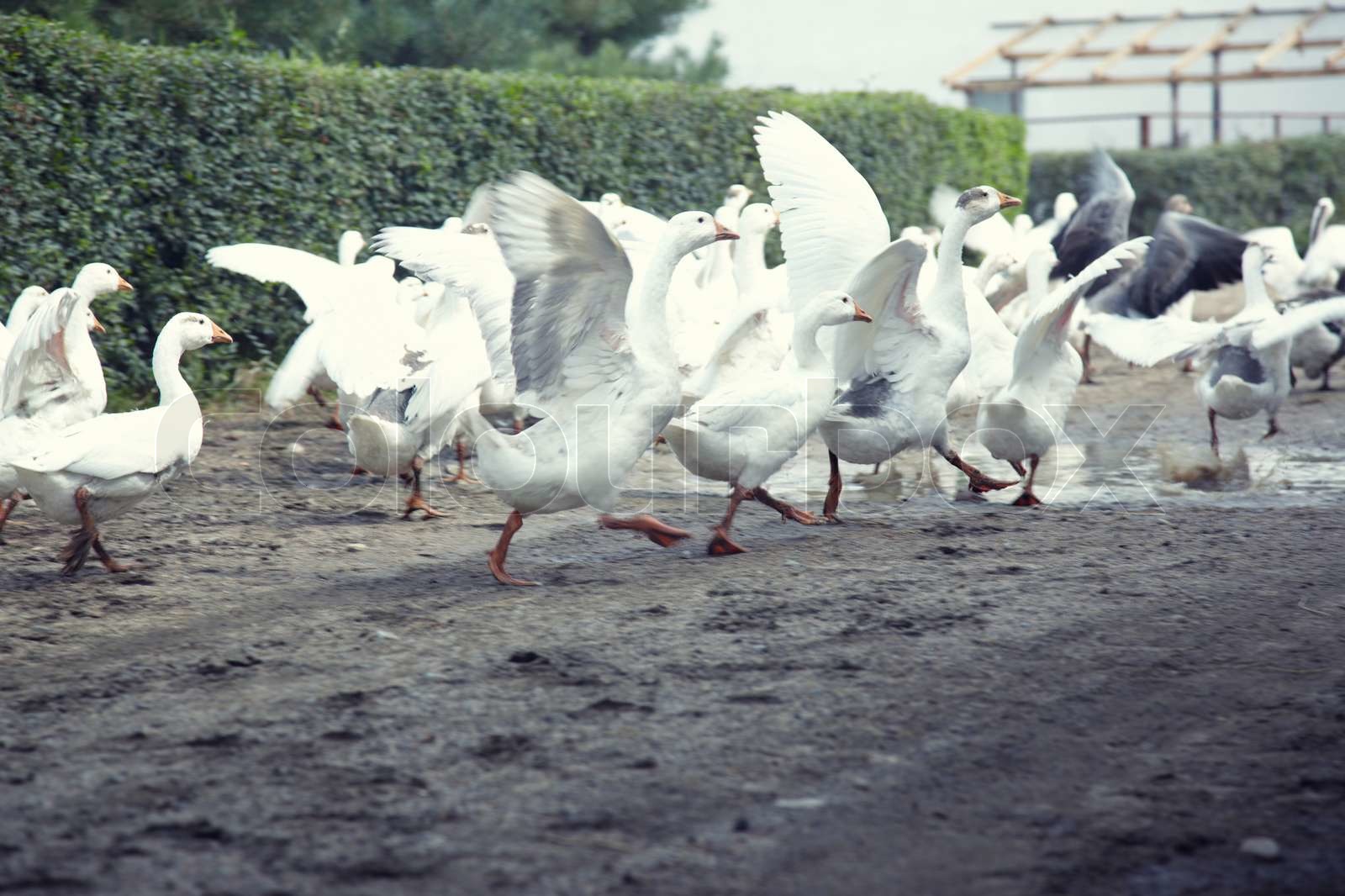 Geese running | Stock image | Colourbox