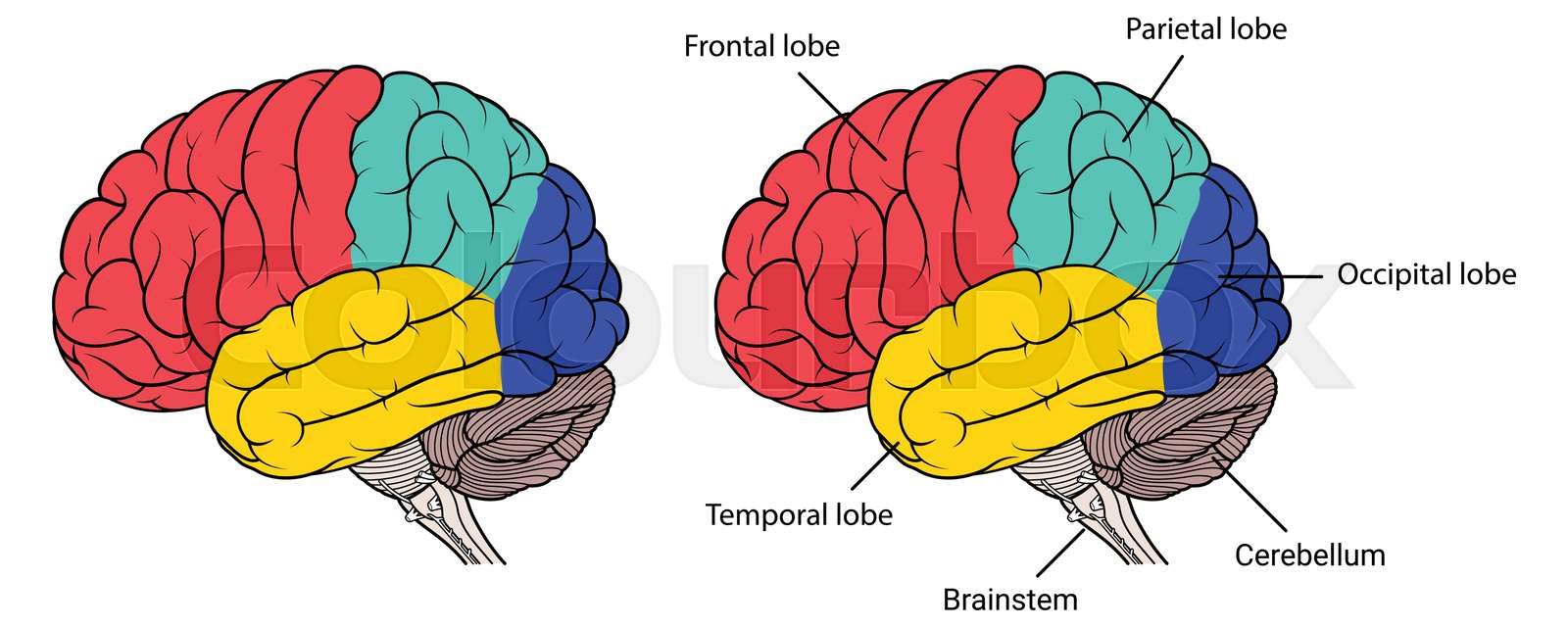 Human Brain Outline Front View