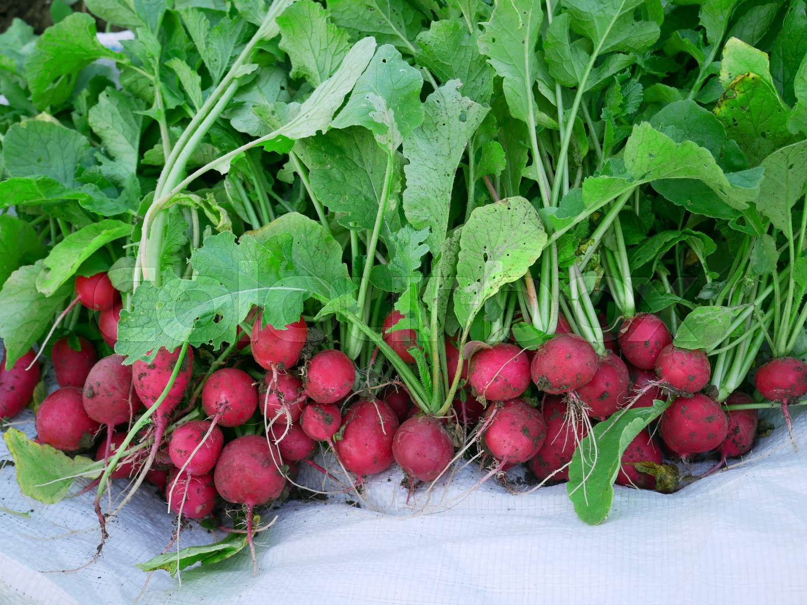 Radish Roots Heap On White Cloth | Stock image | Colourbox