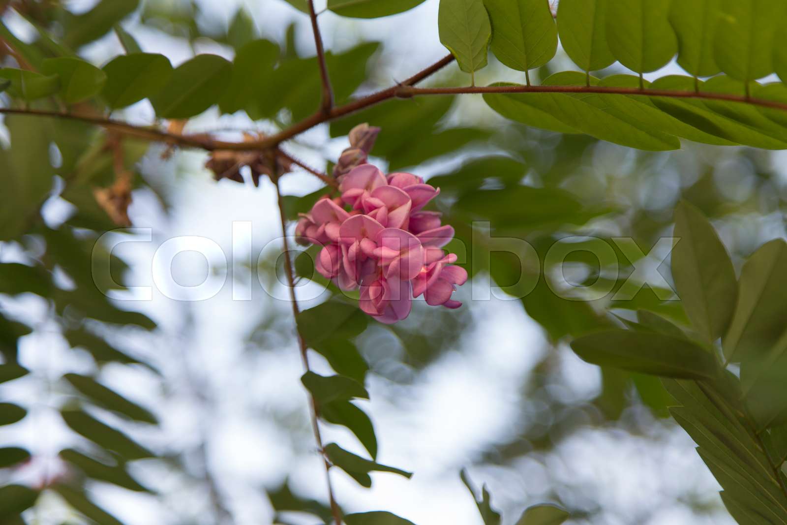 Central composition of blooming pink acacia tree. | Stock image | Colourbox