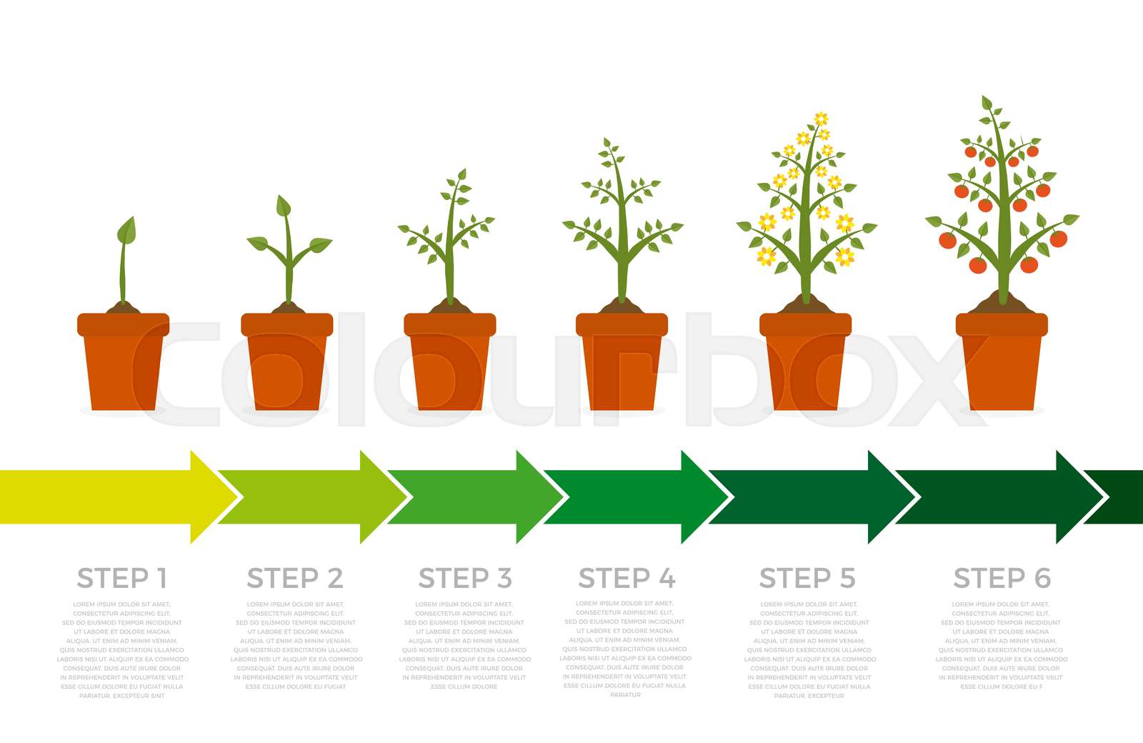 Stages Of Plant Growth