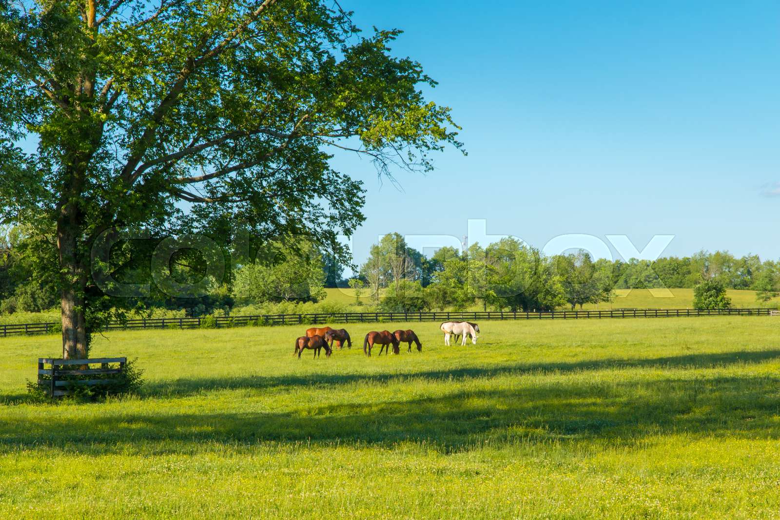 Horses at green pastures of horse farms. | Stock image | Colourbox