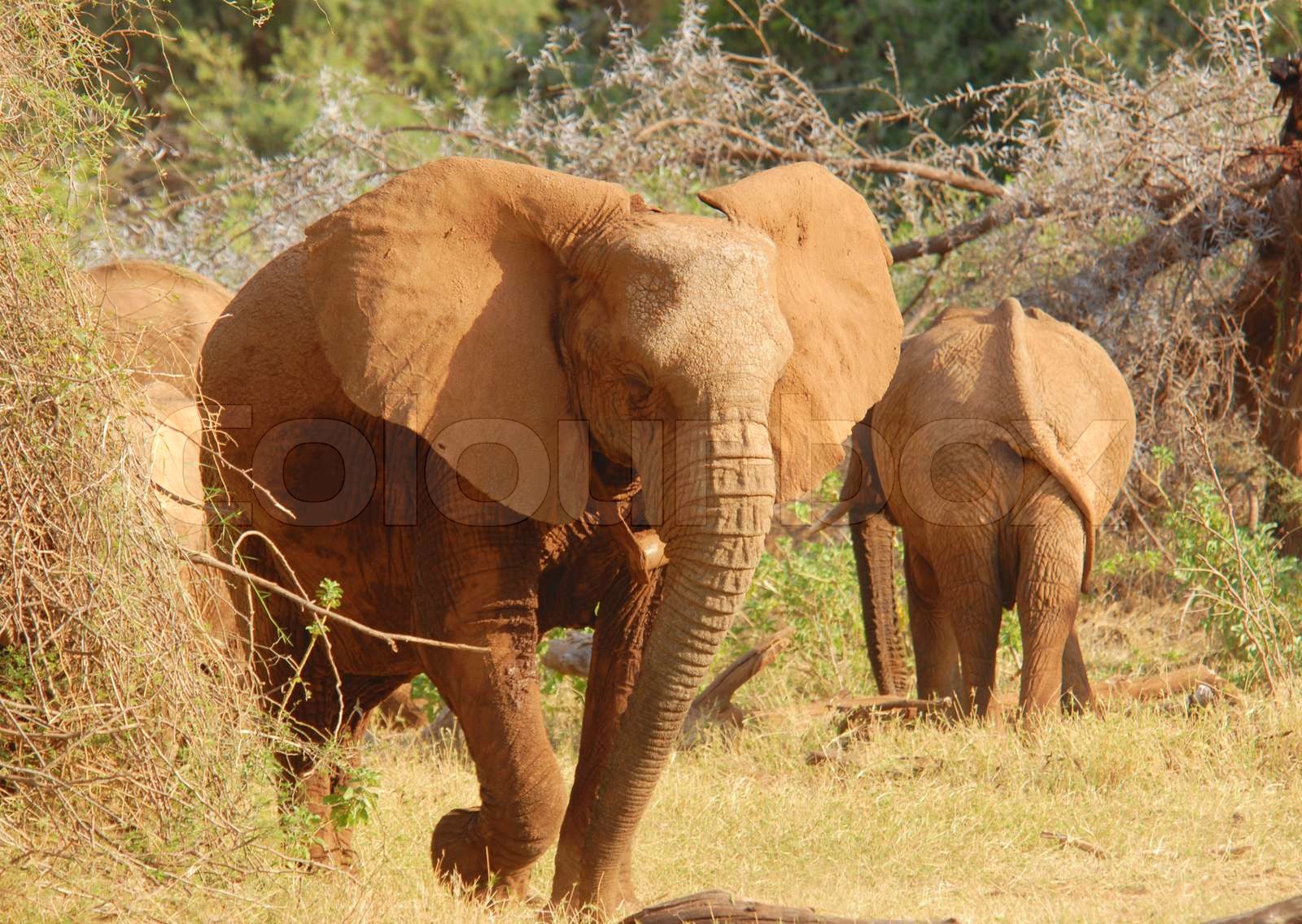 Walking african elephant | Stock image | Colourbox