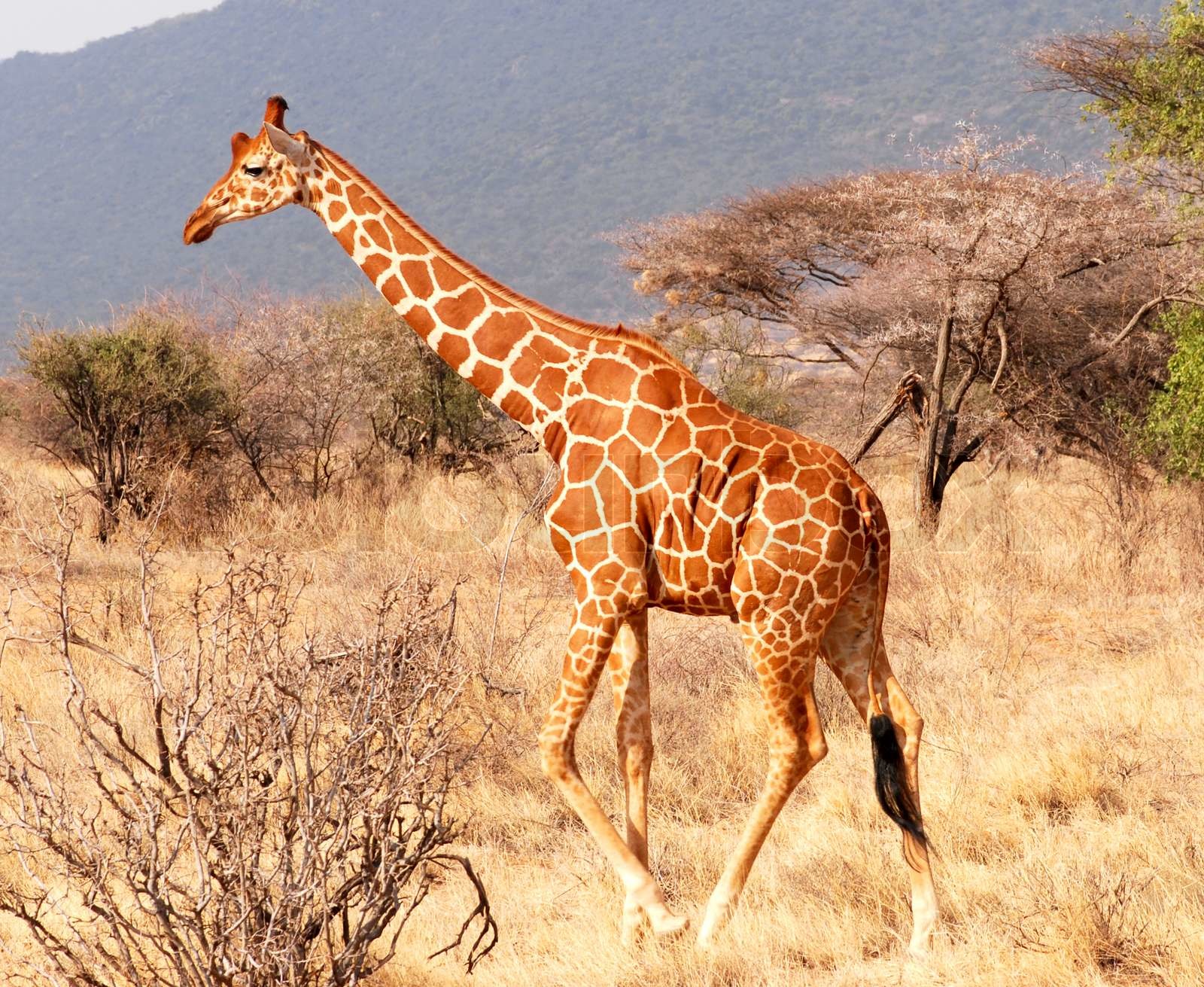 Walking giraffe | Stock image | Colourbox