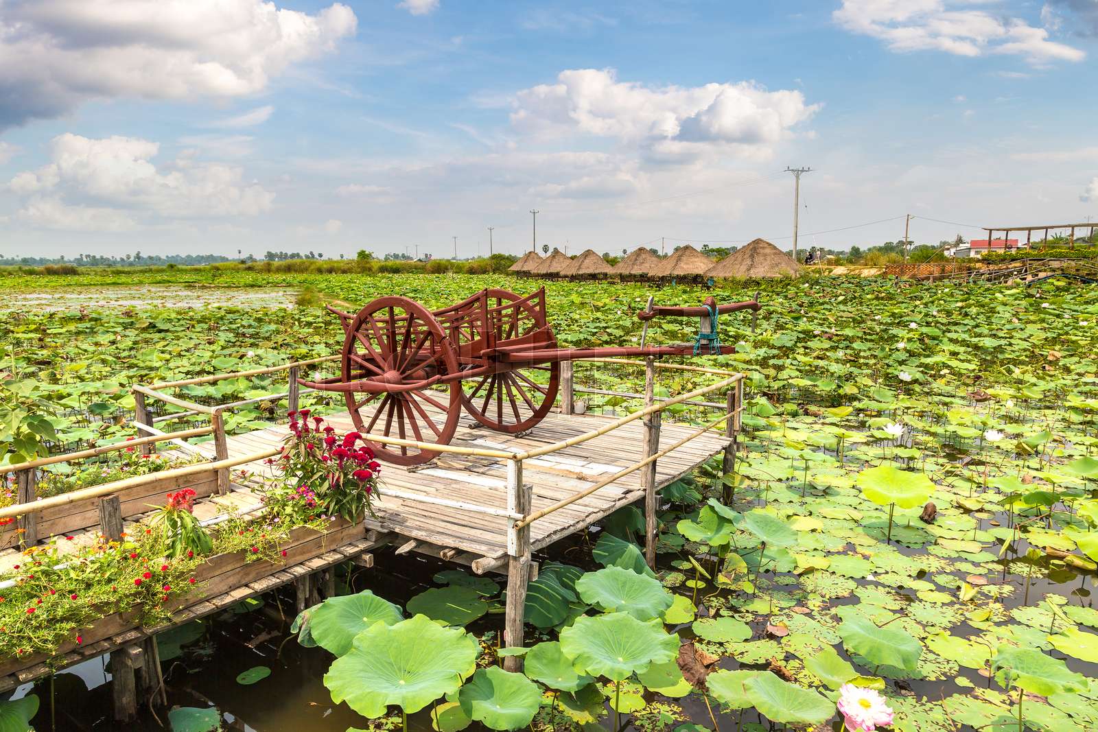 Lotus farm in Cambodia | Stock image | Colourbox