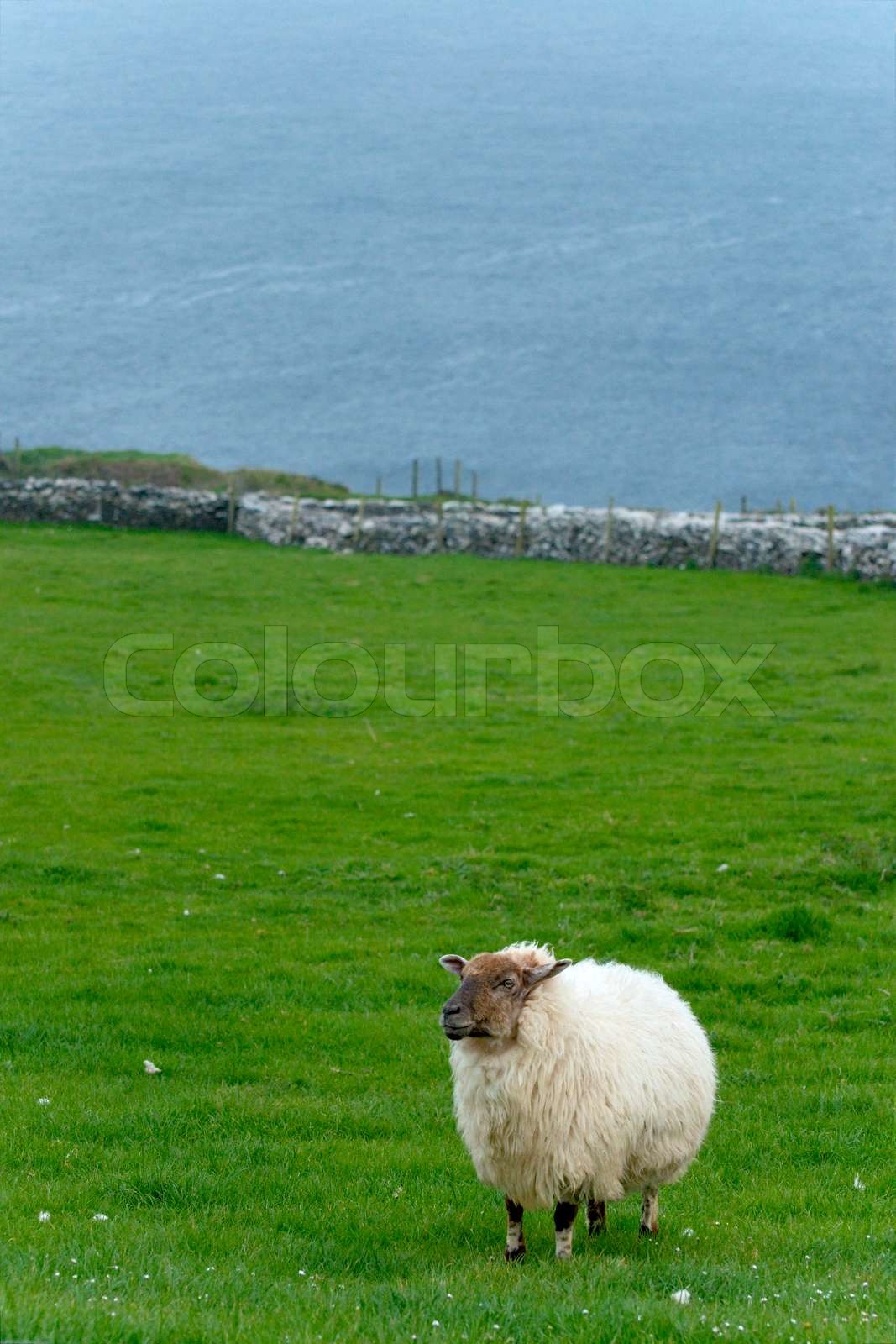 Irish sheep | Stock image | Colourbox