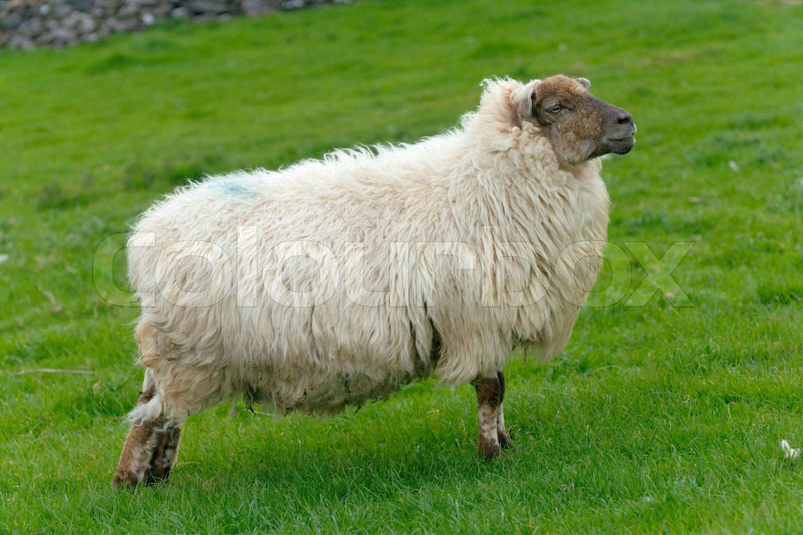 Irish sheep | Stock image | Colourbox