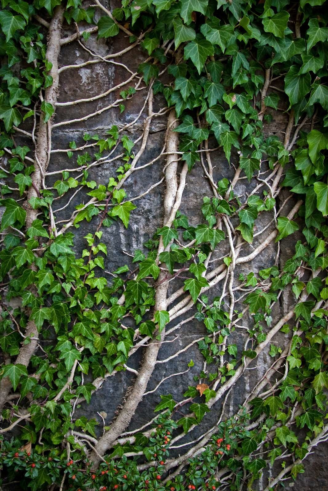 Creeper plant on a wall | Stock image | Colourbox