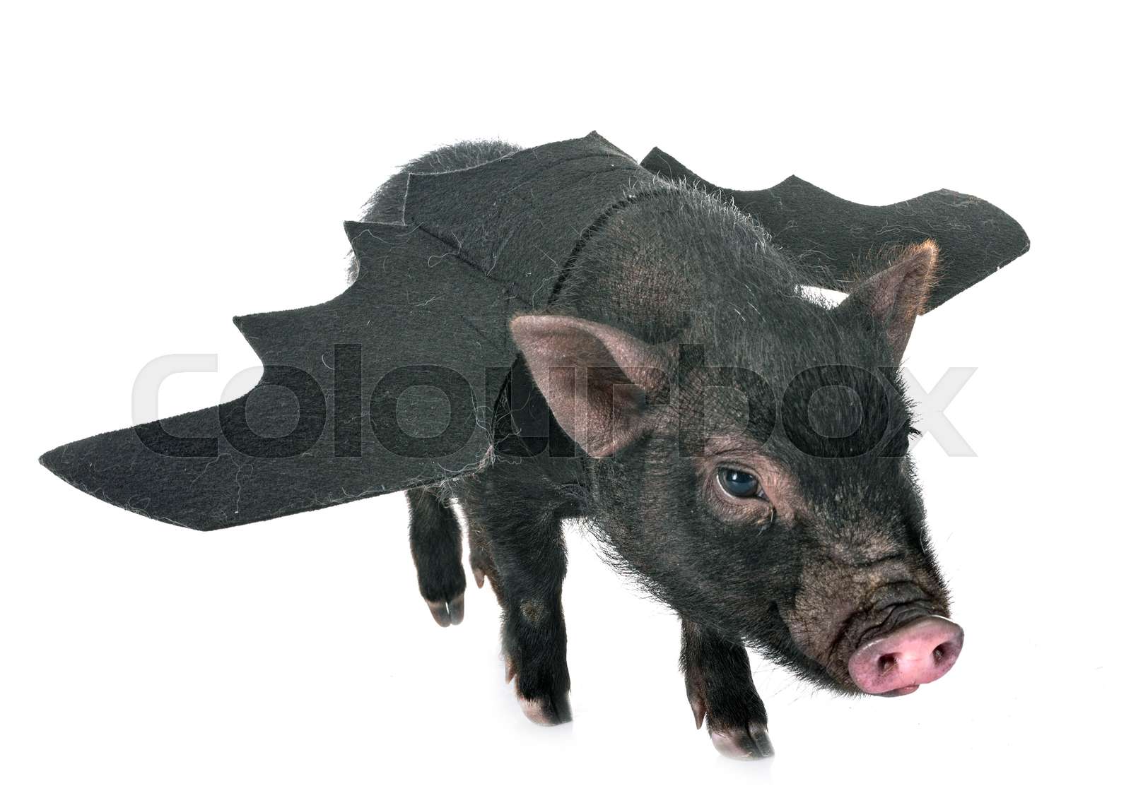 bat vietnamese pig in studio | Stock image | Colourbox