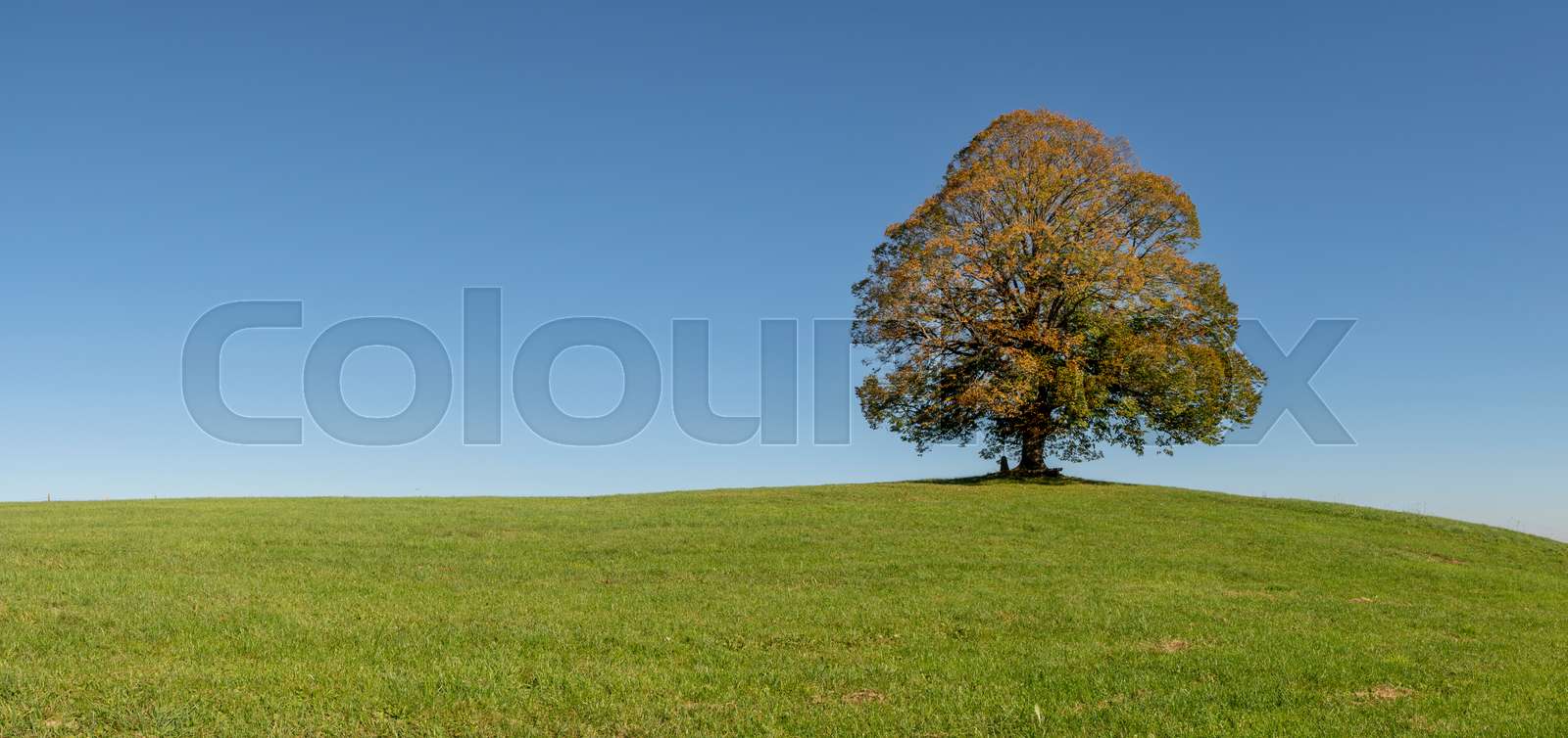 Panorama mit Großer Linde als Einzelbaum | Stock image | Colourbox