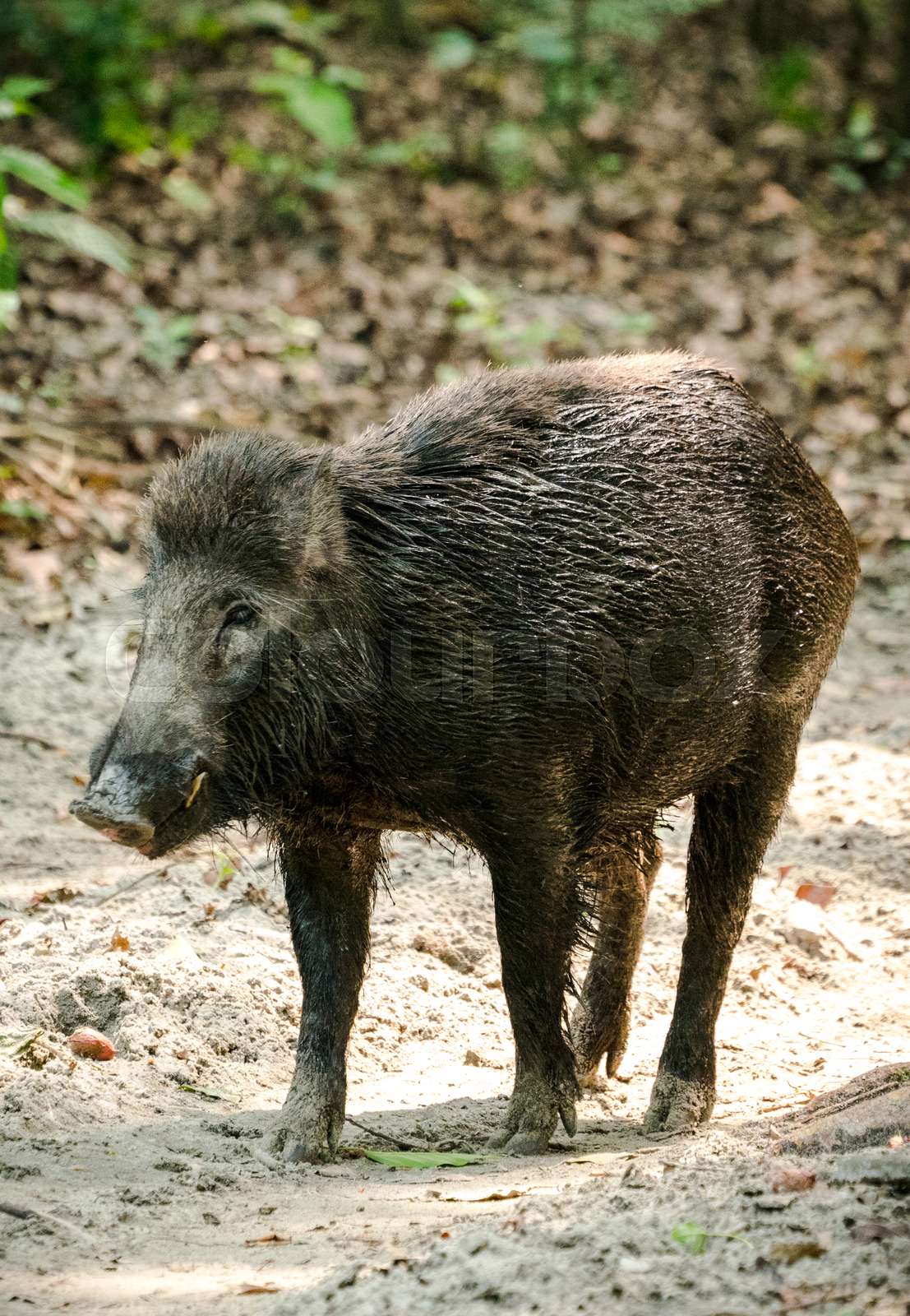Wild boar male feeding in the jungle | Stock image | Colourbox