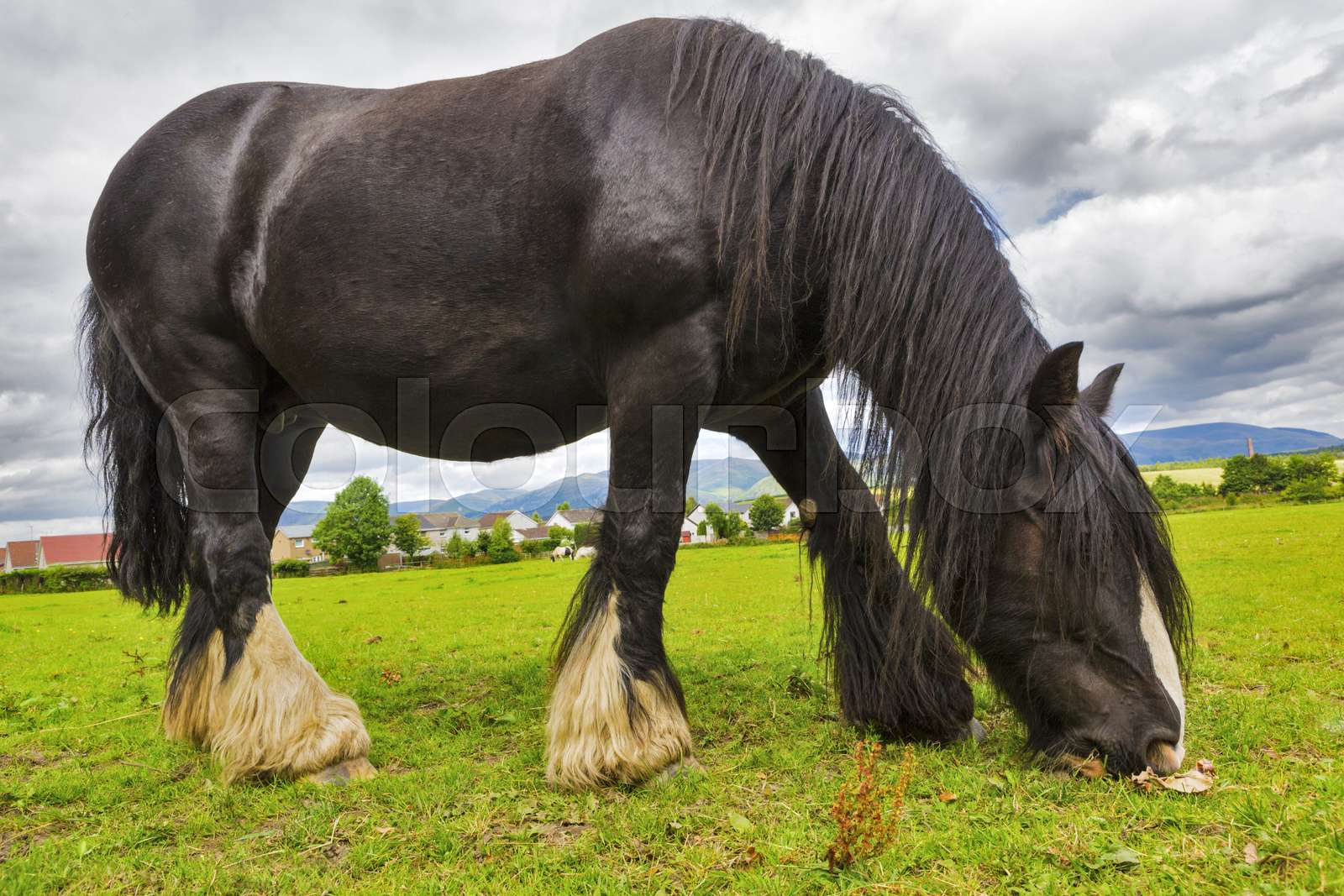 Black Gypsy horse aka Gypsy Vanner or Irish Cob grazes on pasture ...