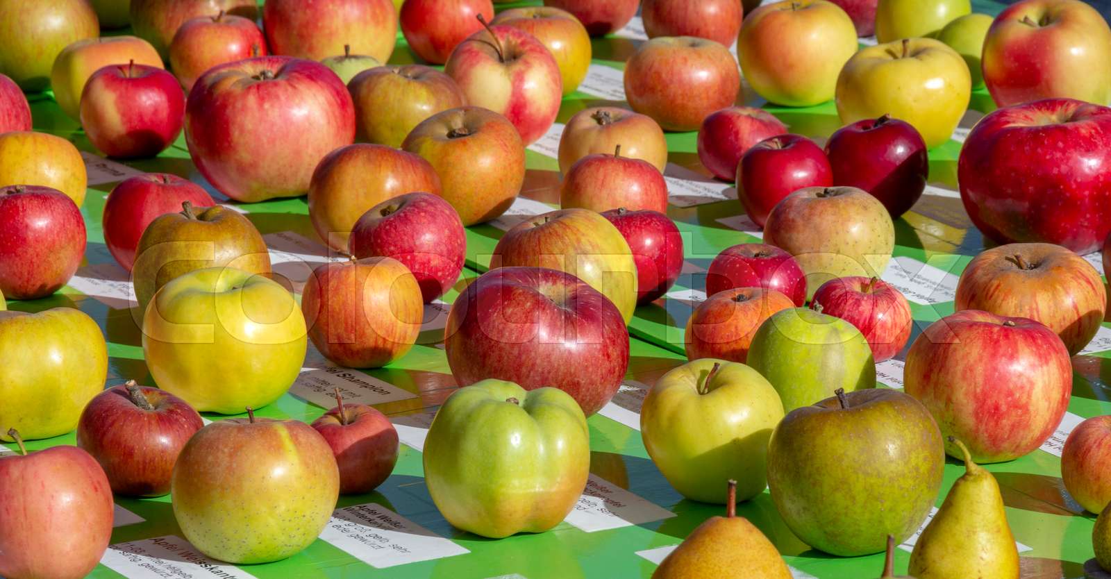various apple breeds | Stock image | Colourbox